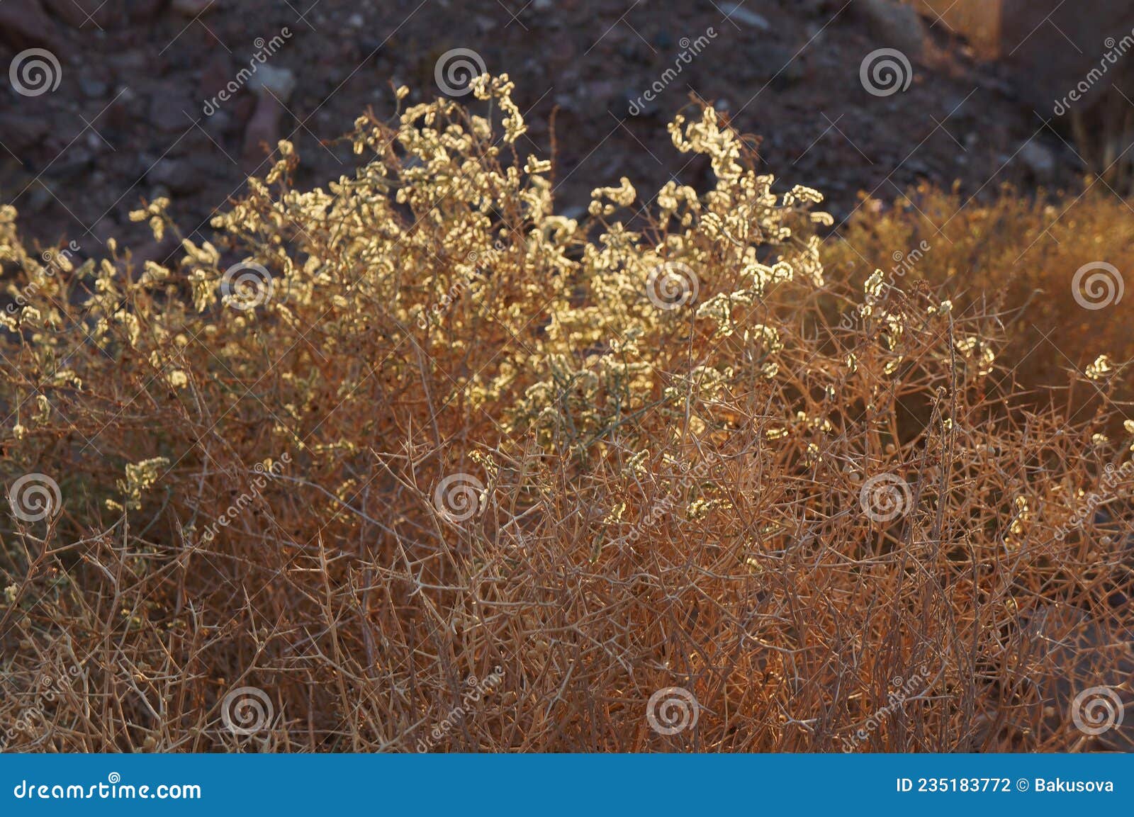 The Sunshine Pass through White Fluffy Flowers Stock Photo - Image of ...