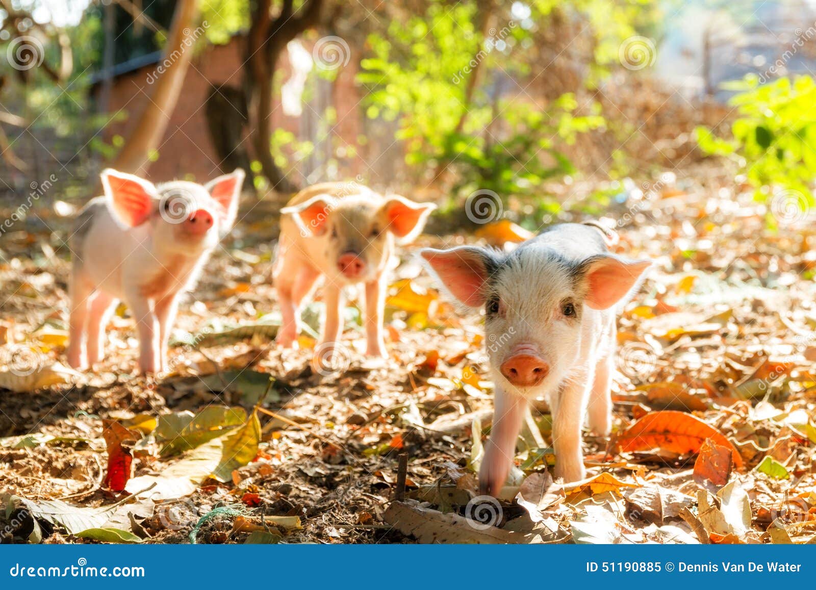 Sunshine piglets stock image. Image of young, nature - 51190885