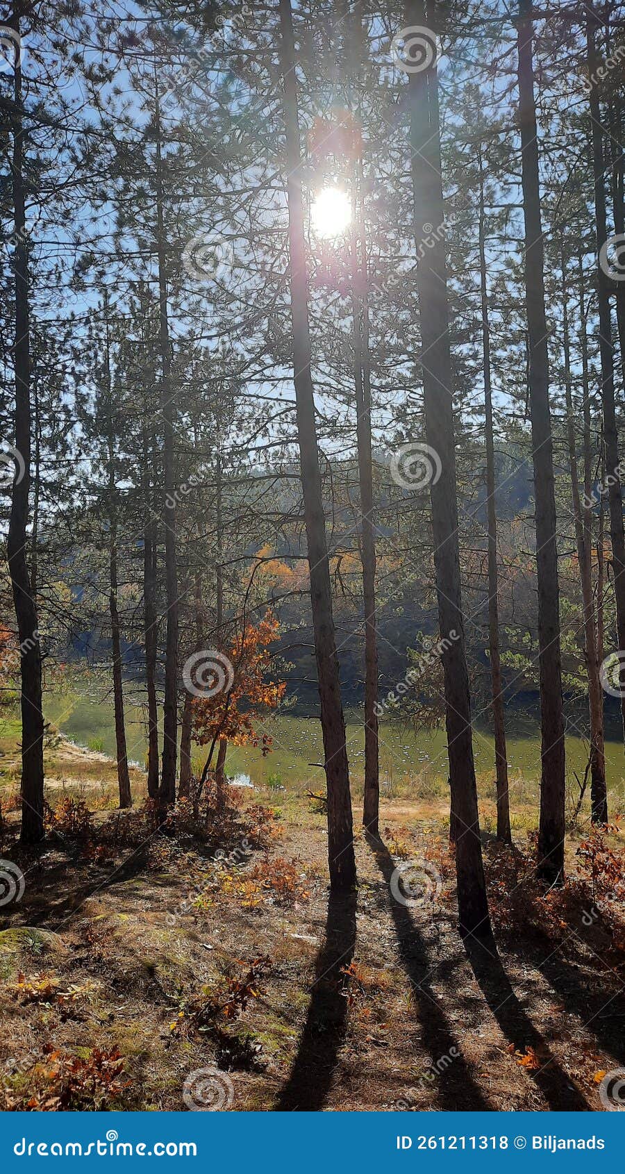 Sunshine through Pine Tree Leaves Stock Photo - Image of pine, water ...