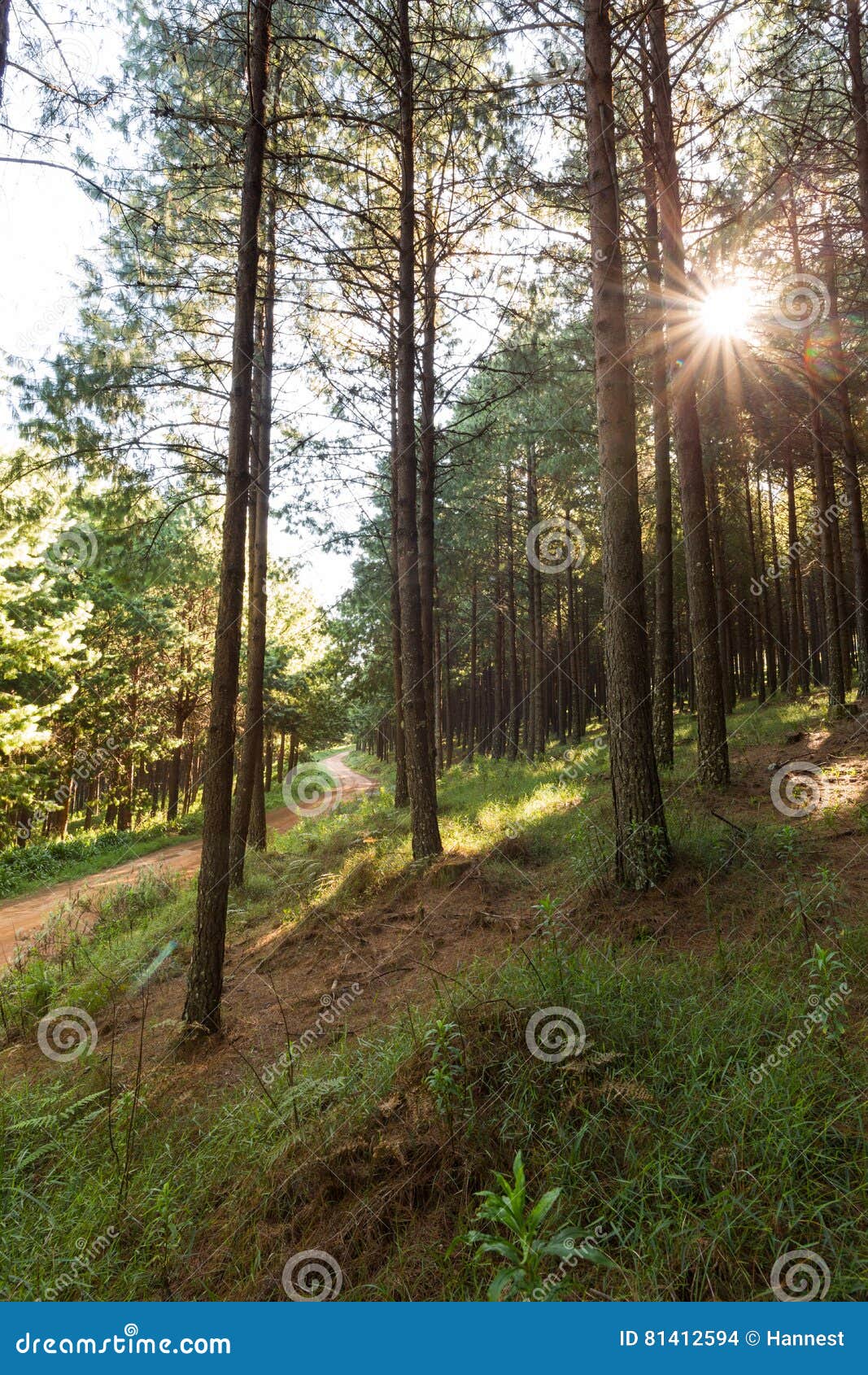 Sunshine through Pine Trees Stock Photo - Image of africa, plantation ...