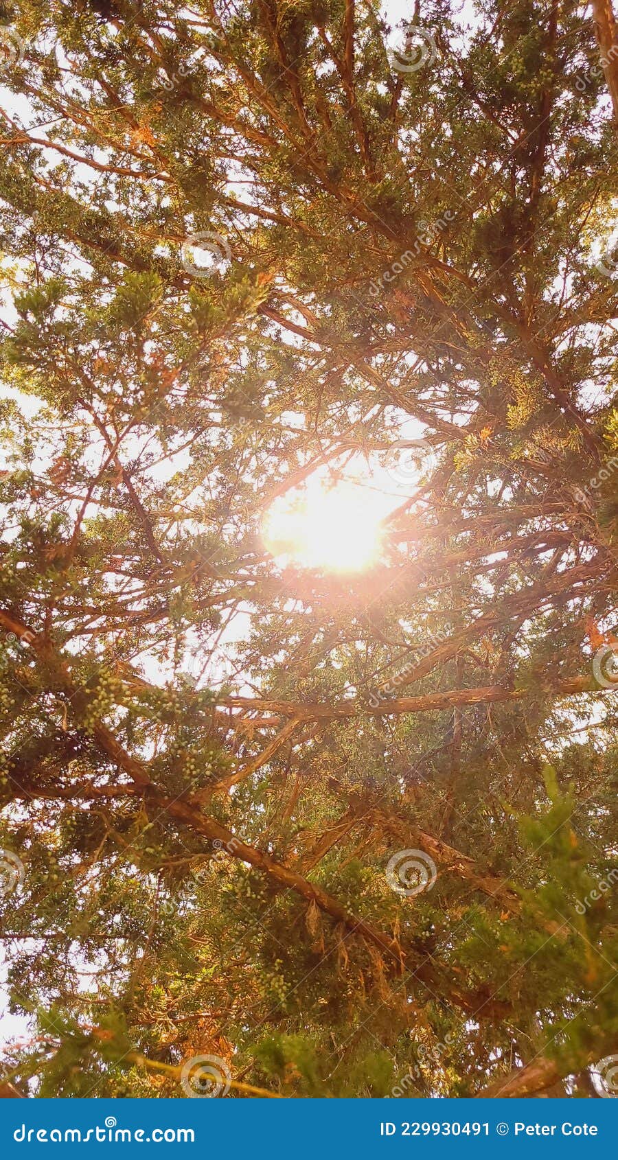 Sunshine through the Pine Trees Stock Image - Image of orange, warm ...