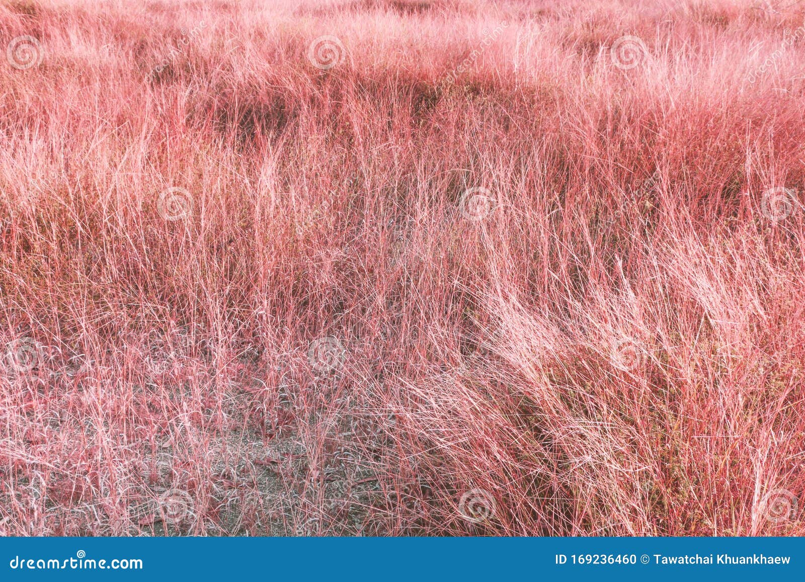 Sunshine, Pink Meadows and Arid Soil Stock Photo - Image of country ...