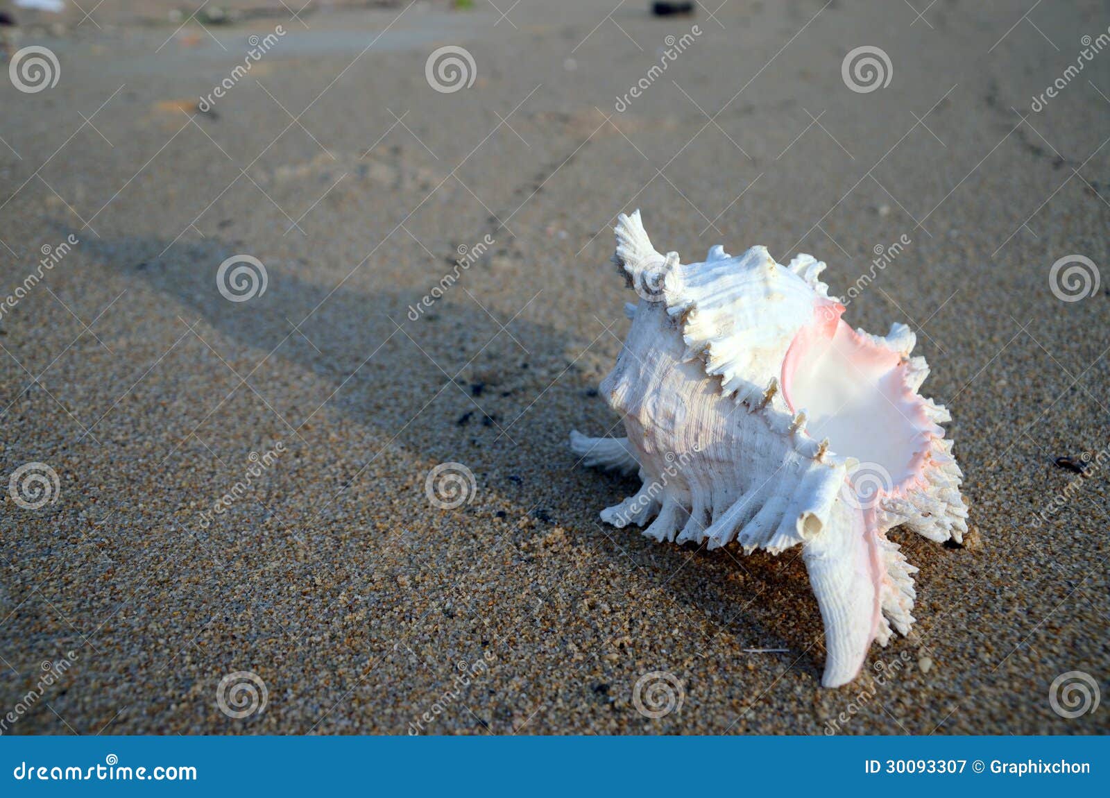 Beach stock image. Image of coconut, summer, lanscape - 30093307