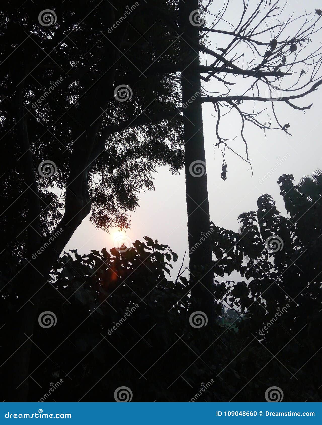 Sunshine stock photo. Image of sunshine, beautiful, shadow - 109048660