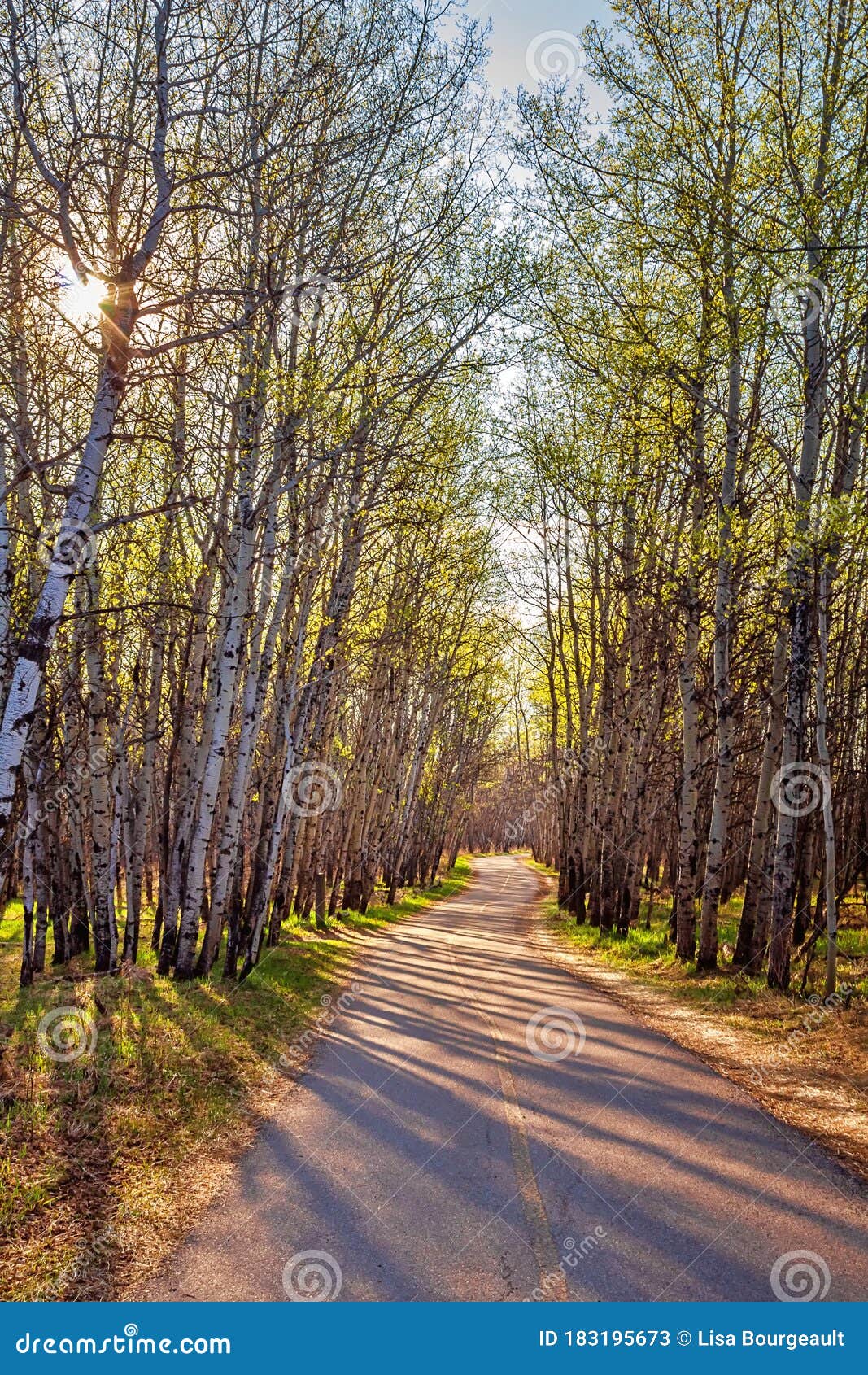 Sunshine Sky Glowing through Spring Trees Stock Image - Image of ...