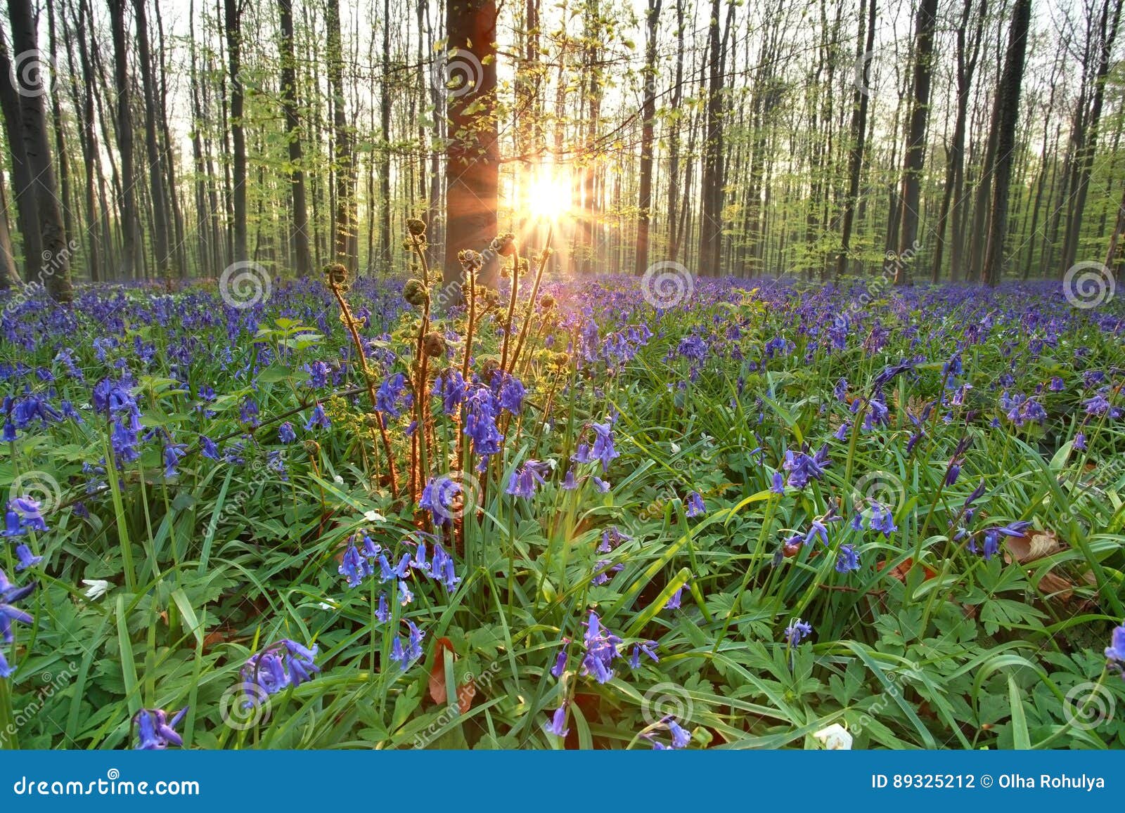 Sunshine in Spring Flowering Forest Stock Photo - Image of season, fern ...