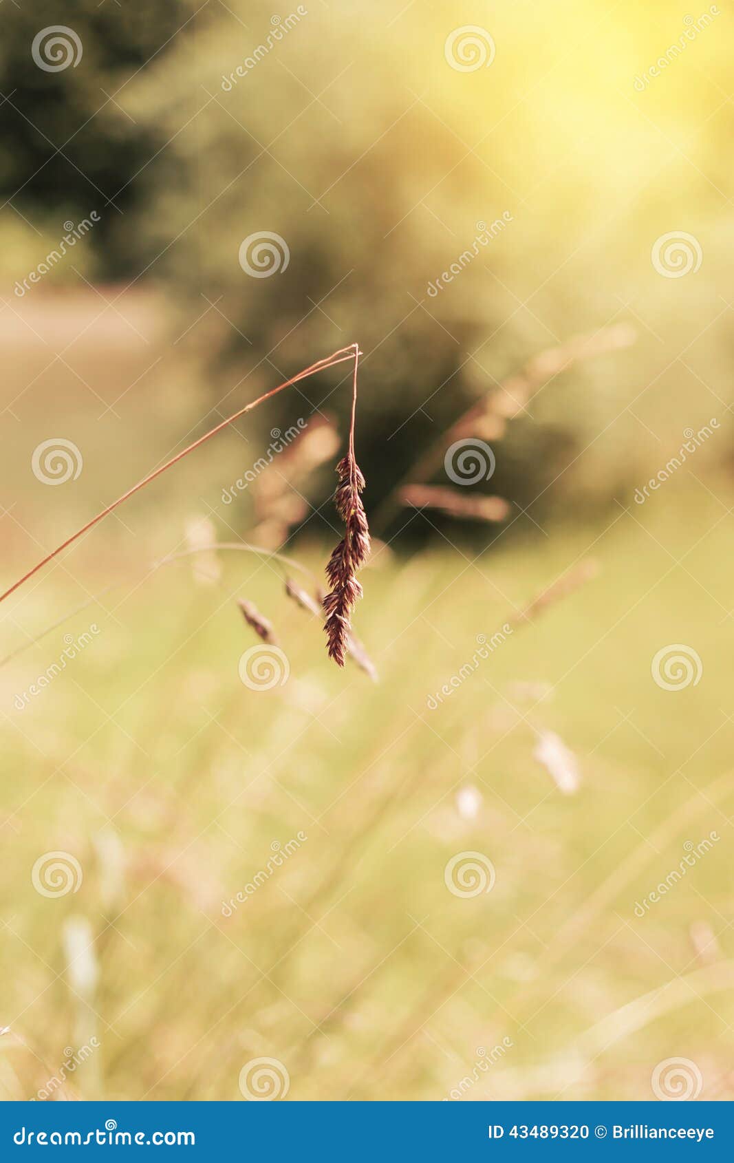Sunshine at straw stock photo. Image of plant, grass - 43489320