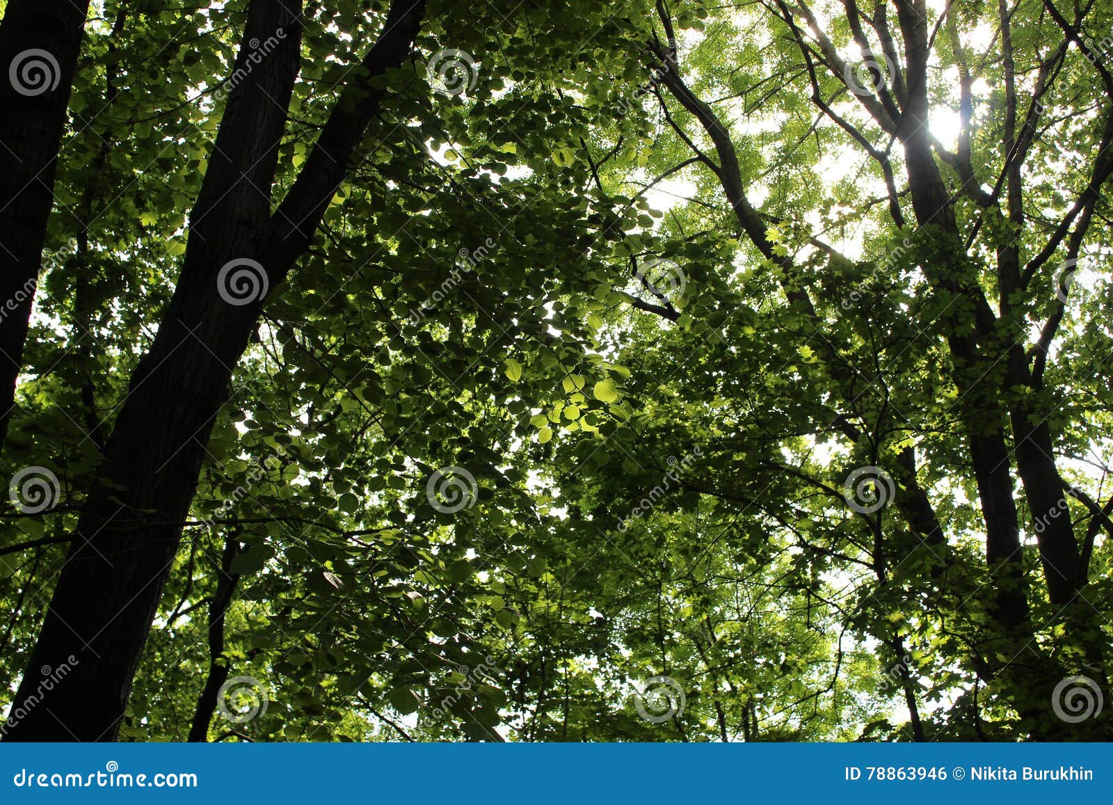 Sunshine Streaming through the Leaves of Trees Stock Photo - Image of ...
