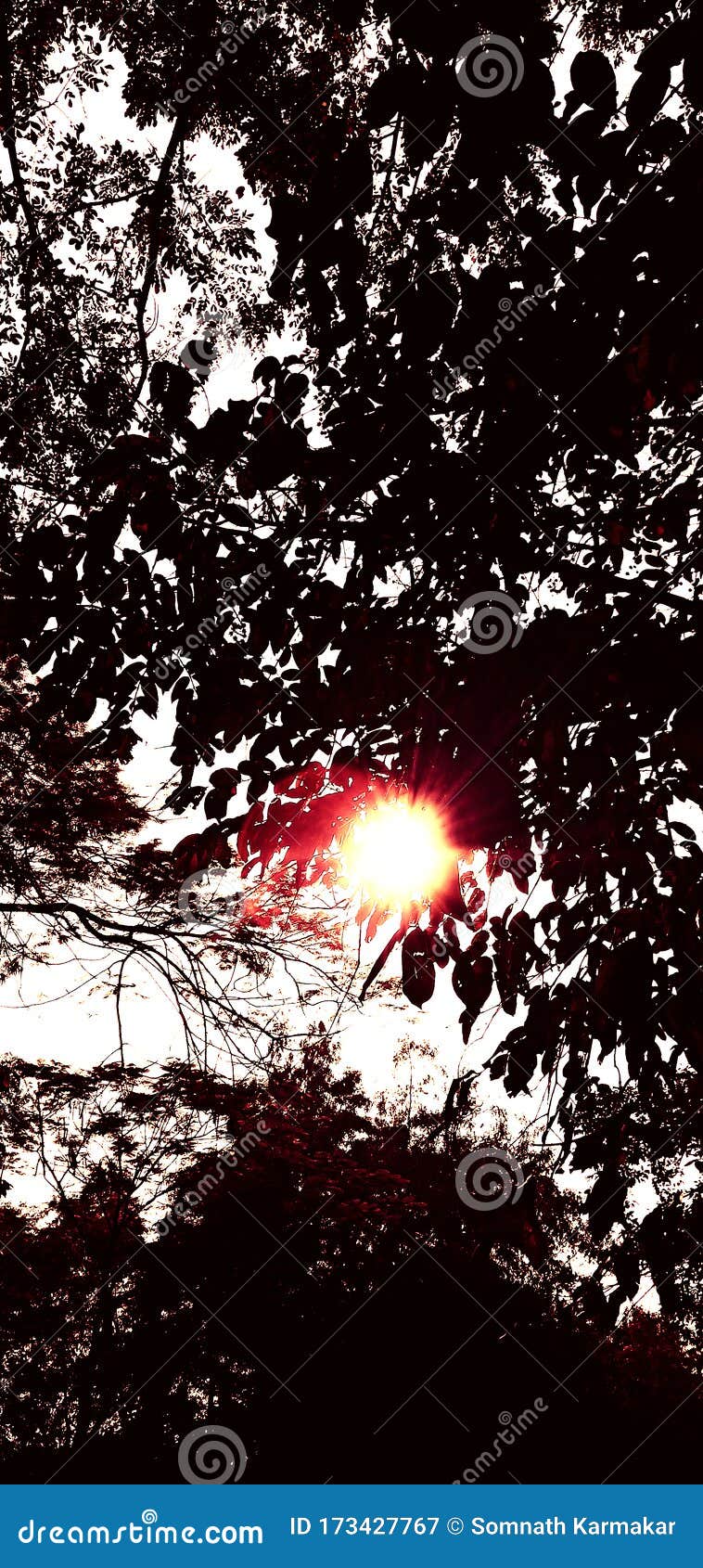 The Sunshine of Sun Hiding by Tree Stock Image - Image of landscape ...