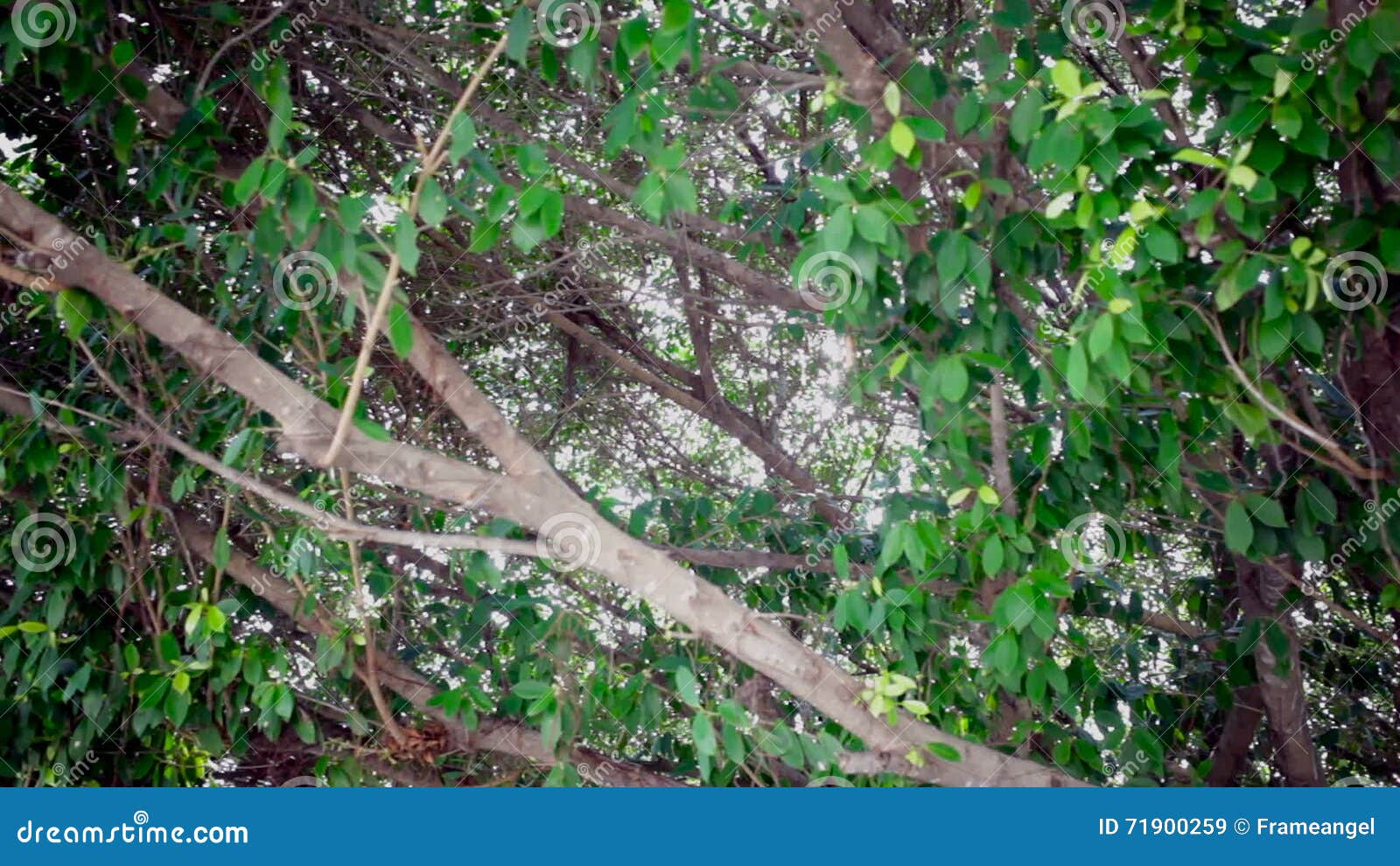 Sunshine or Sun Rays through Leaves in the Forest Background, Camera ...