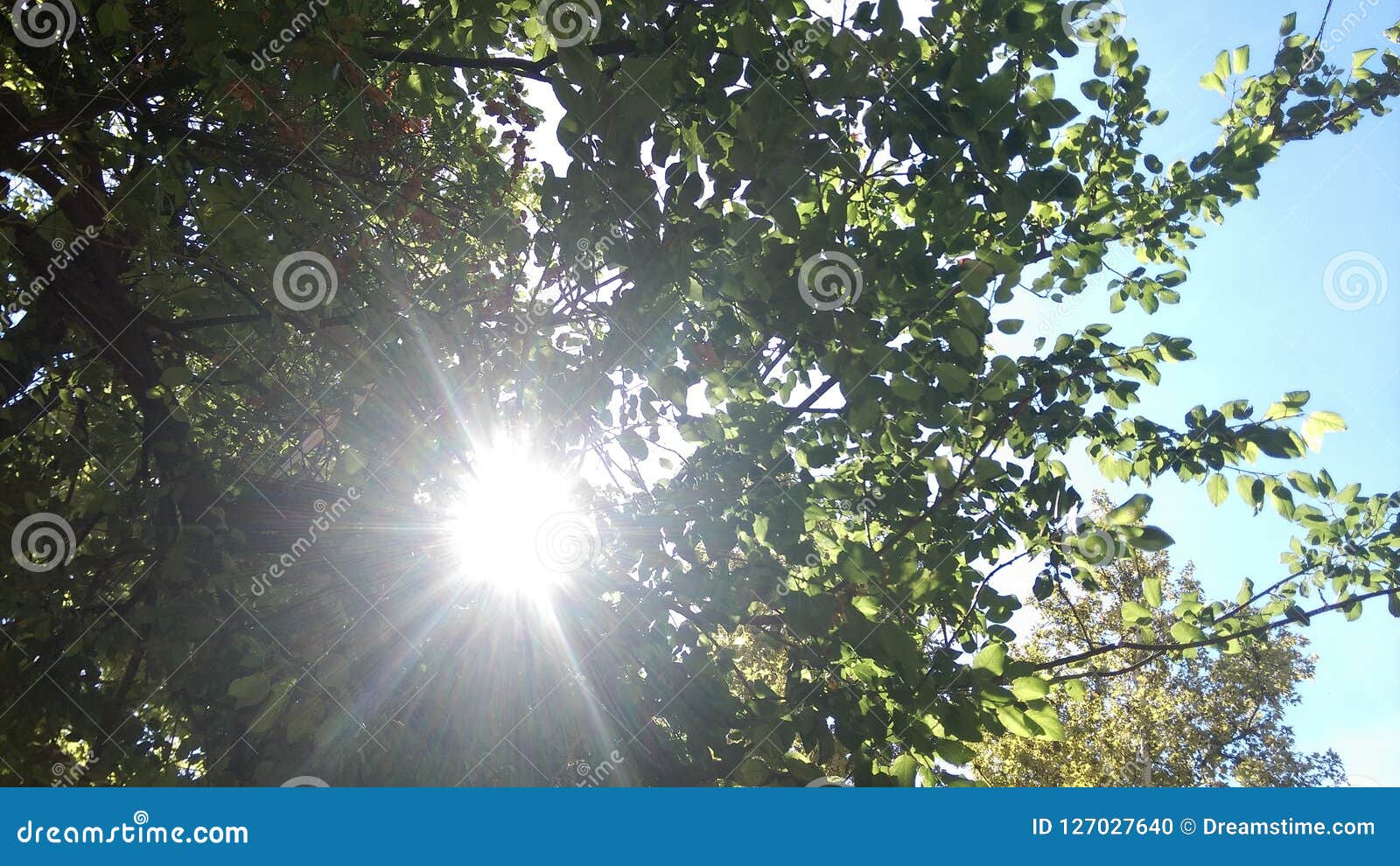 Sunshine stock photo. Image of tree, sunshine, trees - 127027640