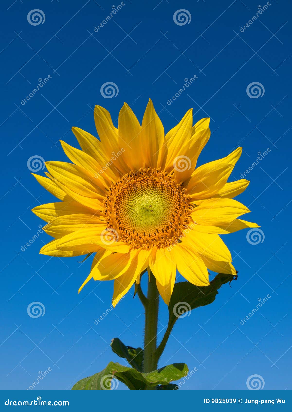 Sunshine Sunflower stock image. Image of colorful, farming - 9825039