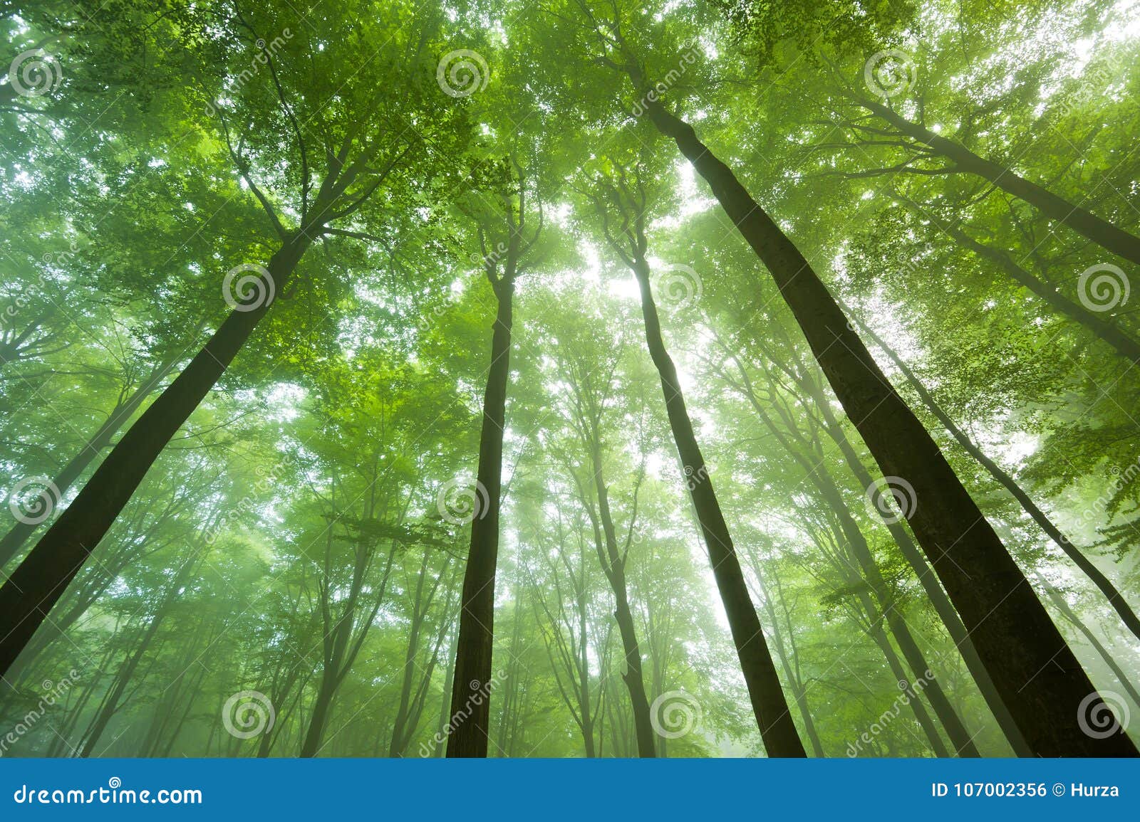 Sunshine Entering The Forest Stock Image | CartoonDealer.com #107002195