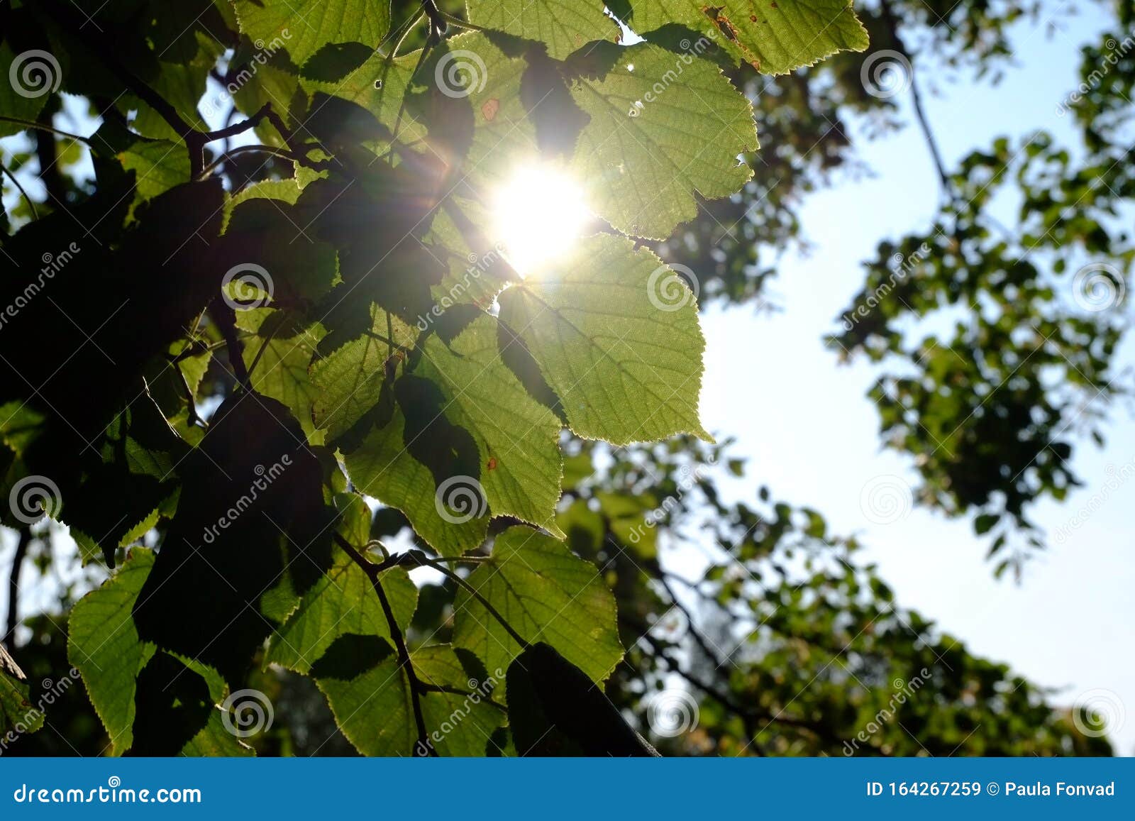 Sunshine stock image. Image of light, sunshine, tree - 164267259