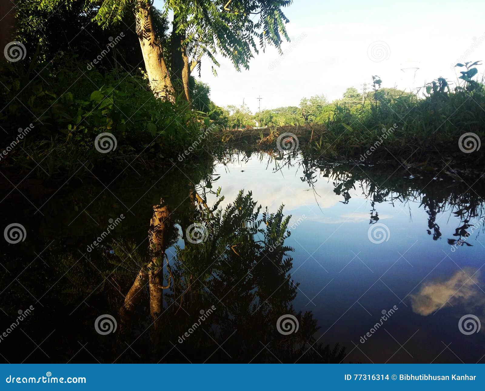 Sunshine stock photo. Image of pond, nature, bayou, water - 77316314