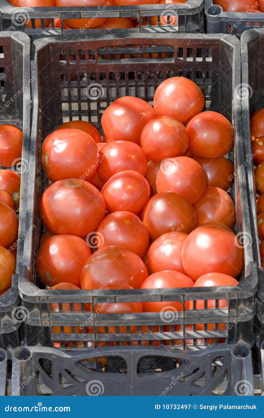 Sunshine tomatoes stock image. Image of healthy, fruits - 10732497