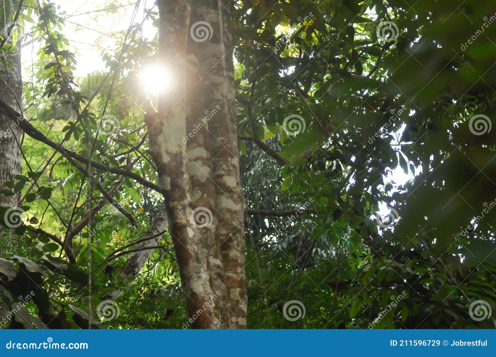 Sunshine and Tree, Tree Background Stock Image - Image of sunshine ...
