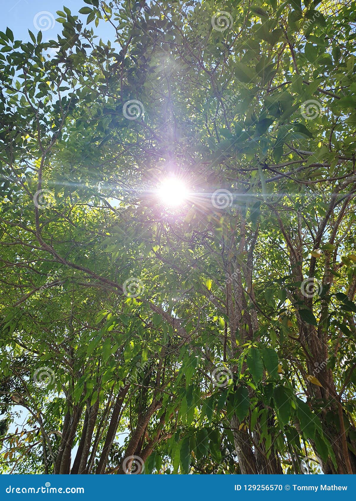 Sunshine through the Tree stock photo. Image of beautiful - 129256570