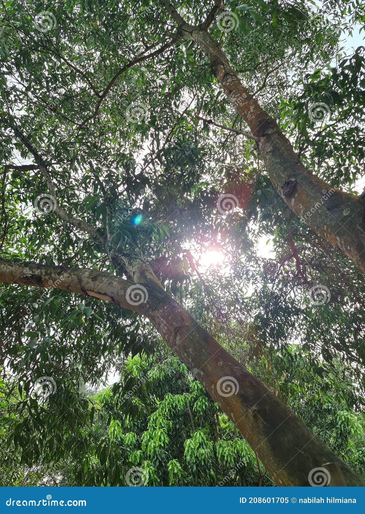 Sunshine through the Tree Branch Stock Image - Image of sunshine, fresh ...