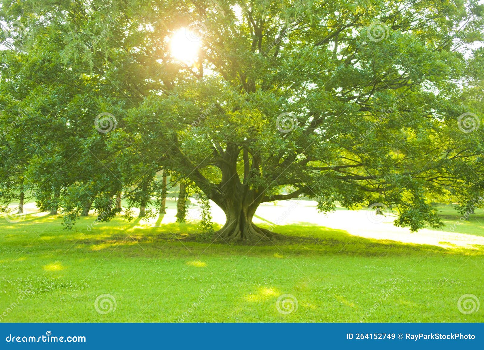 Sunshine tree stock image. Image of nature, leaf, sunlight - 264152749