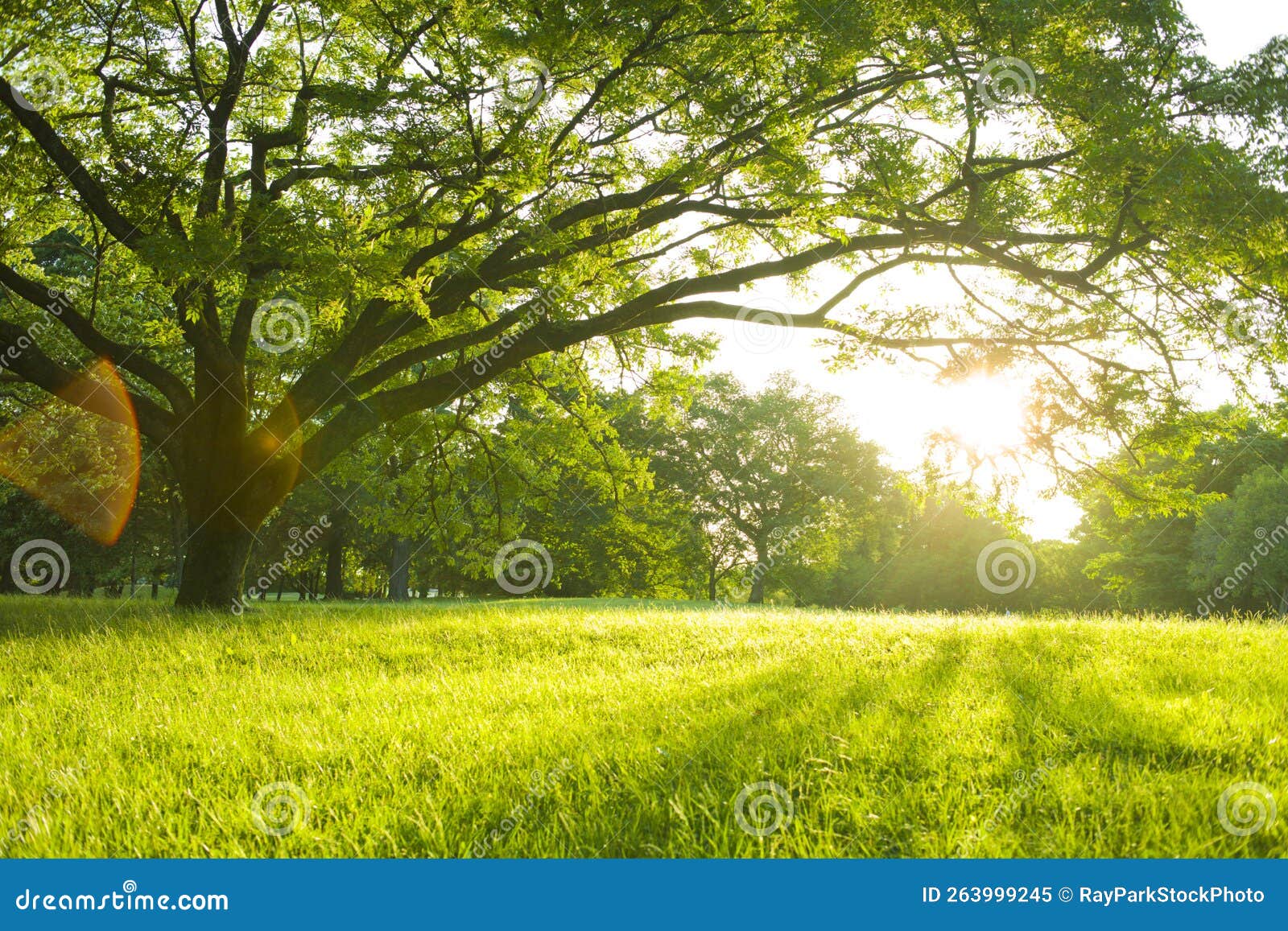 Sunshine tree stock image. Image of square, nature, grove - 263999245