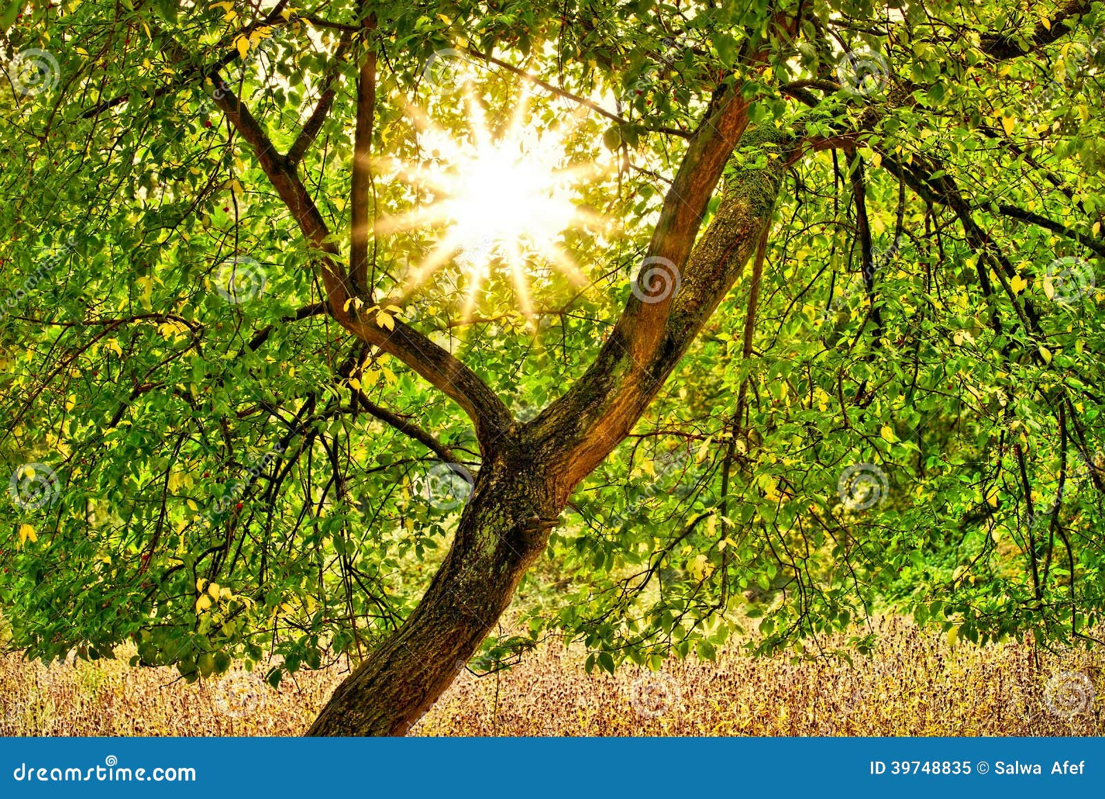 Sunshine through the Tree stock image. Image of branches - 39748835