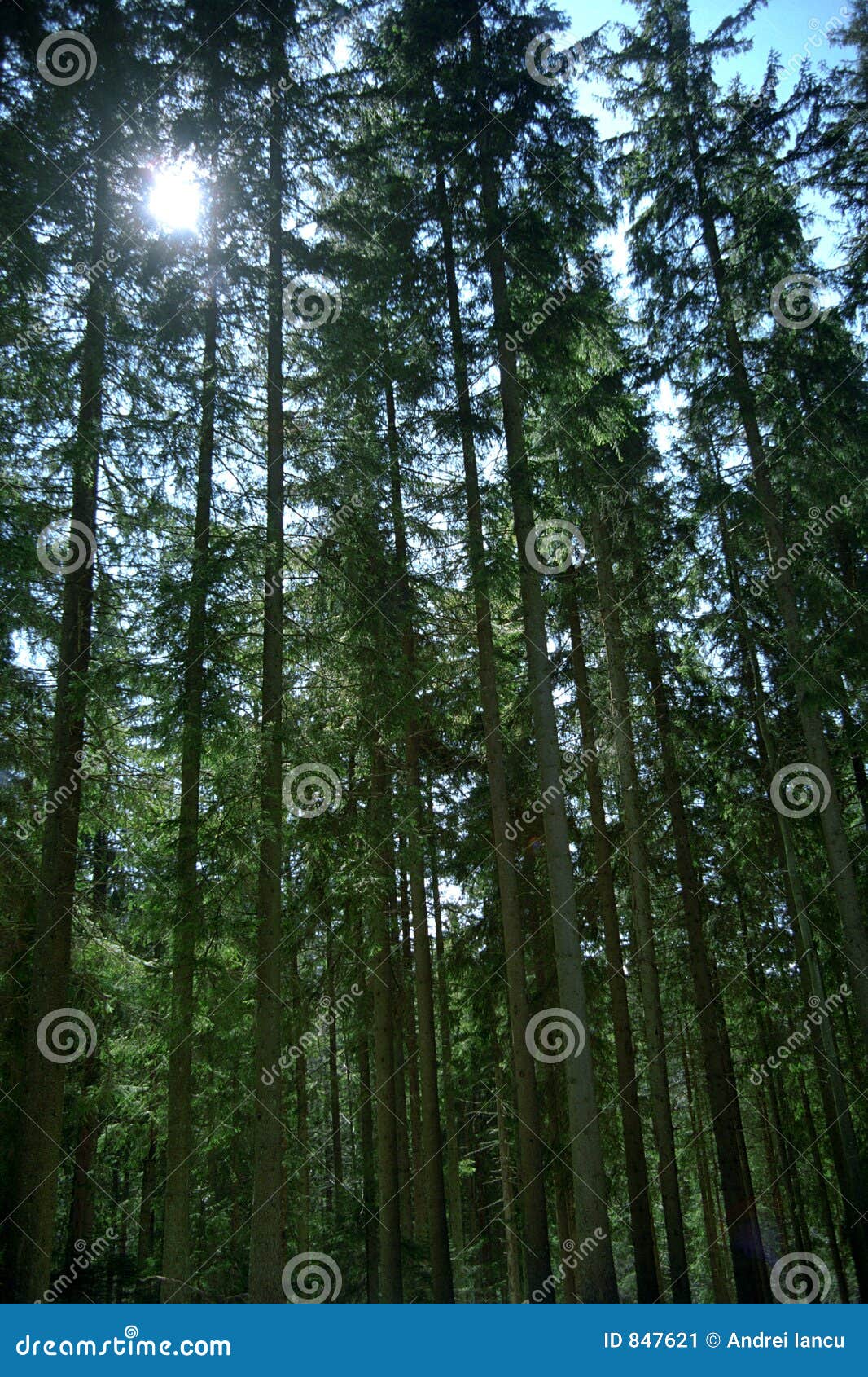 Sunshine through tree-tops stock image. Image of tall, sunshine - 847621