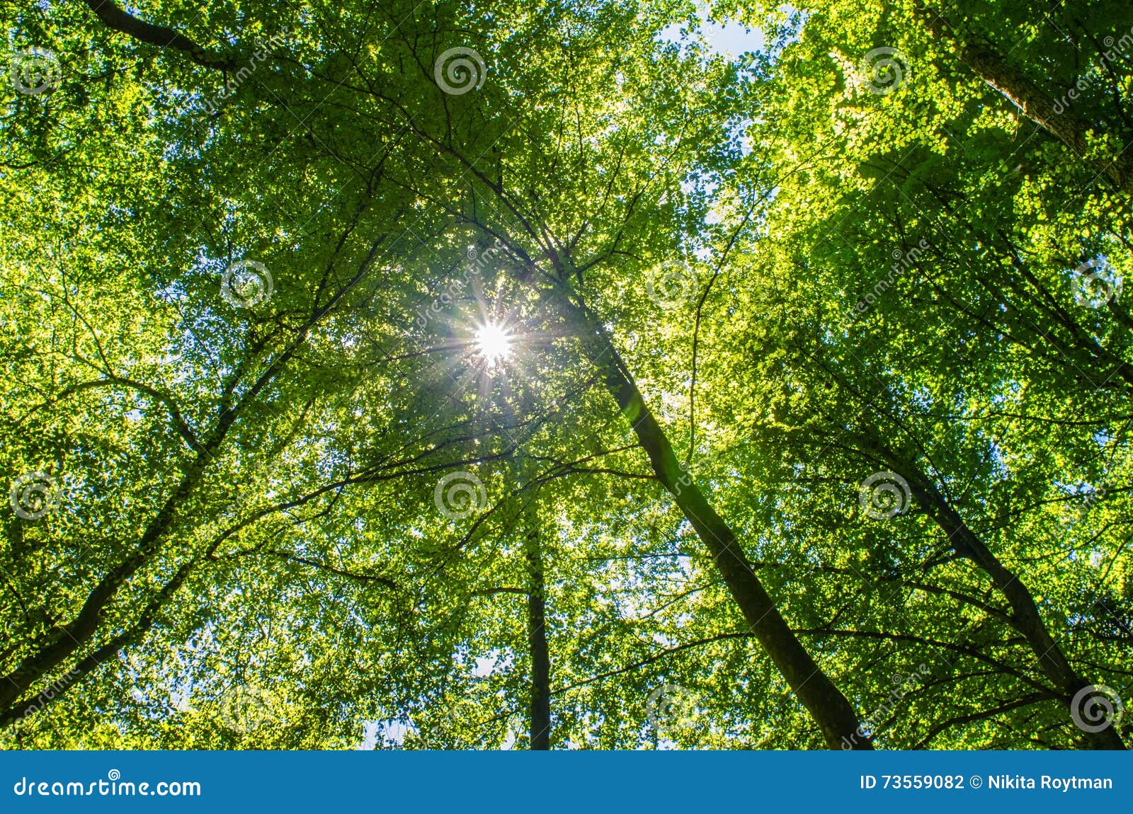 Sunshine through tree tops stock photo. Image of trees - 73559082
