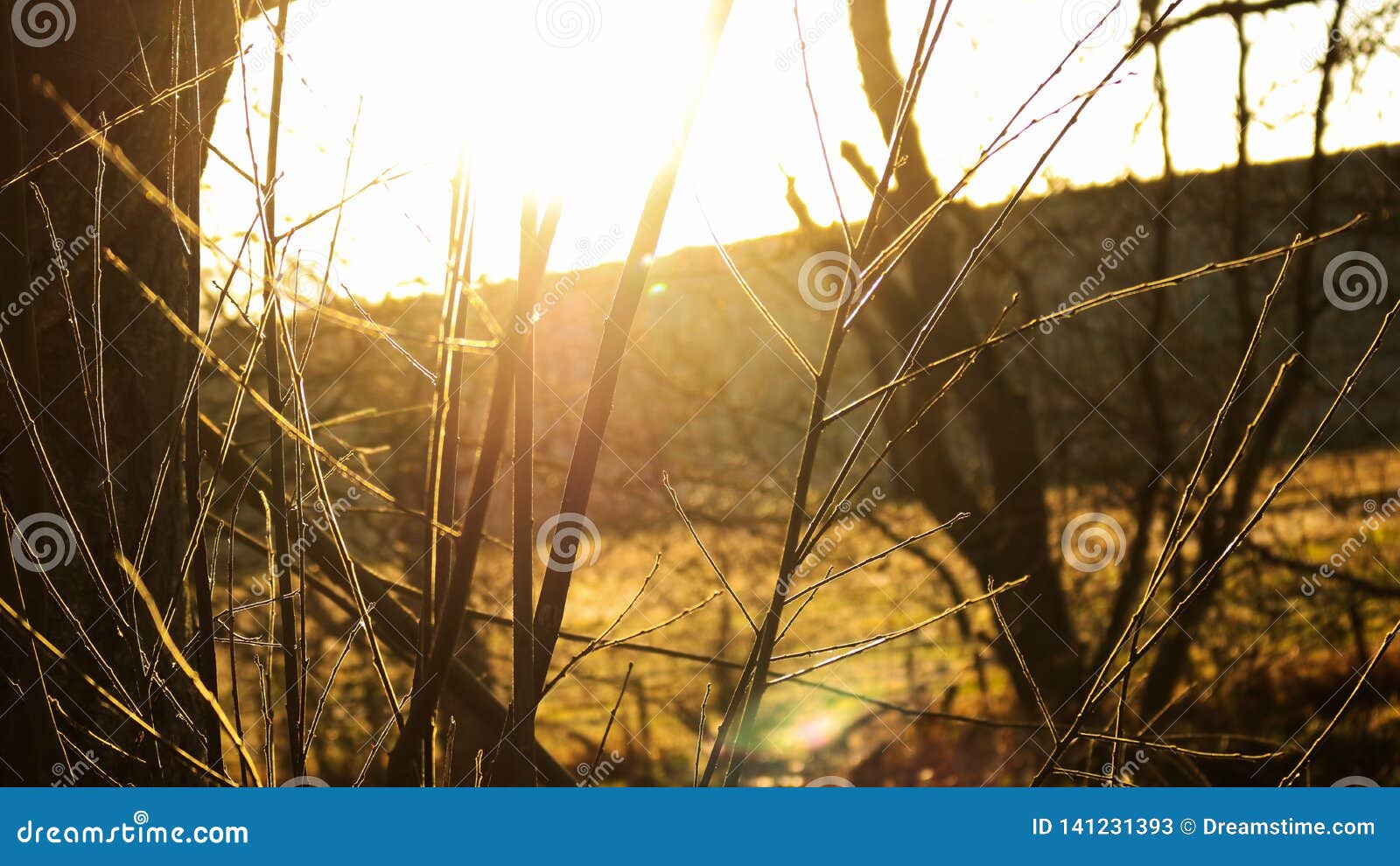 Sunshine through the trees stock image. Image of socttish - 141231393