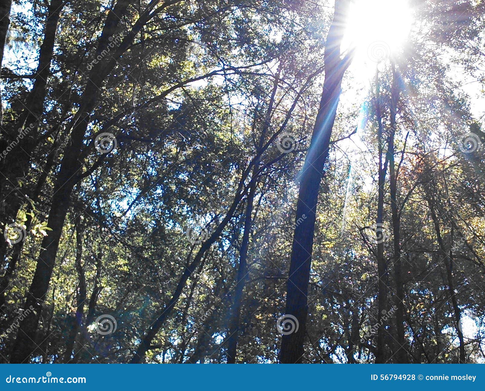 Sunshine through the trees stock photo. Image of trees - 56794928