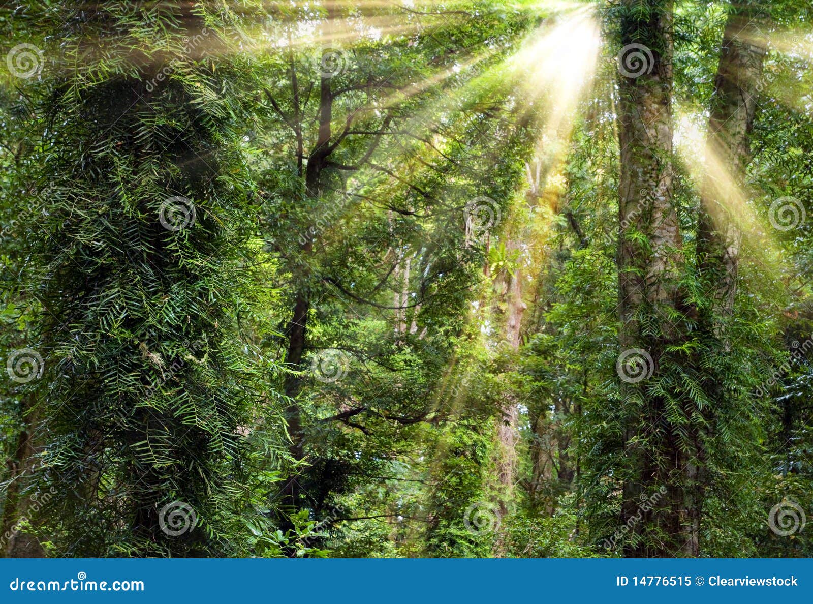 Rainforest Sunlight