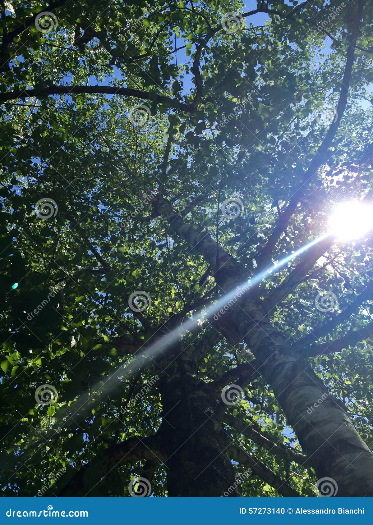 Sunshine through trees stock photo. Image of flare, closeup - 57273140