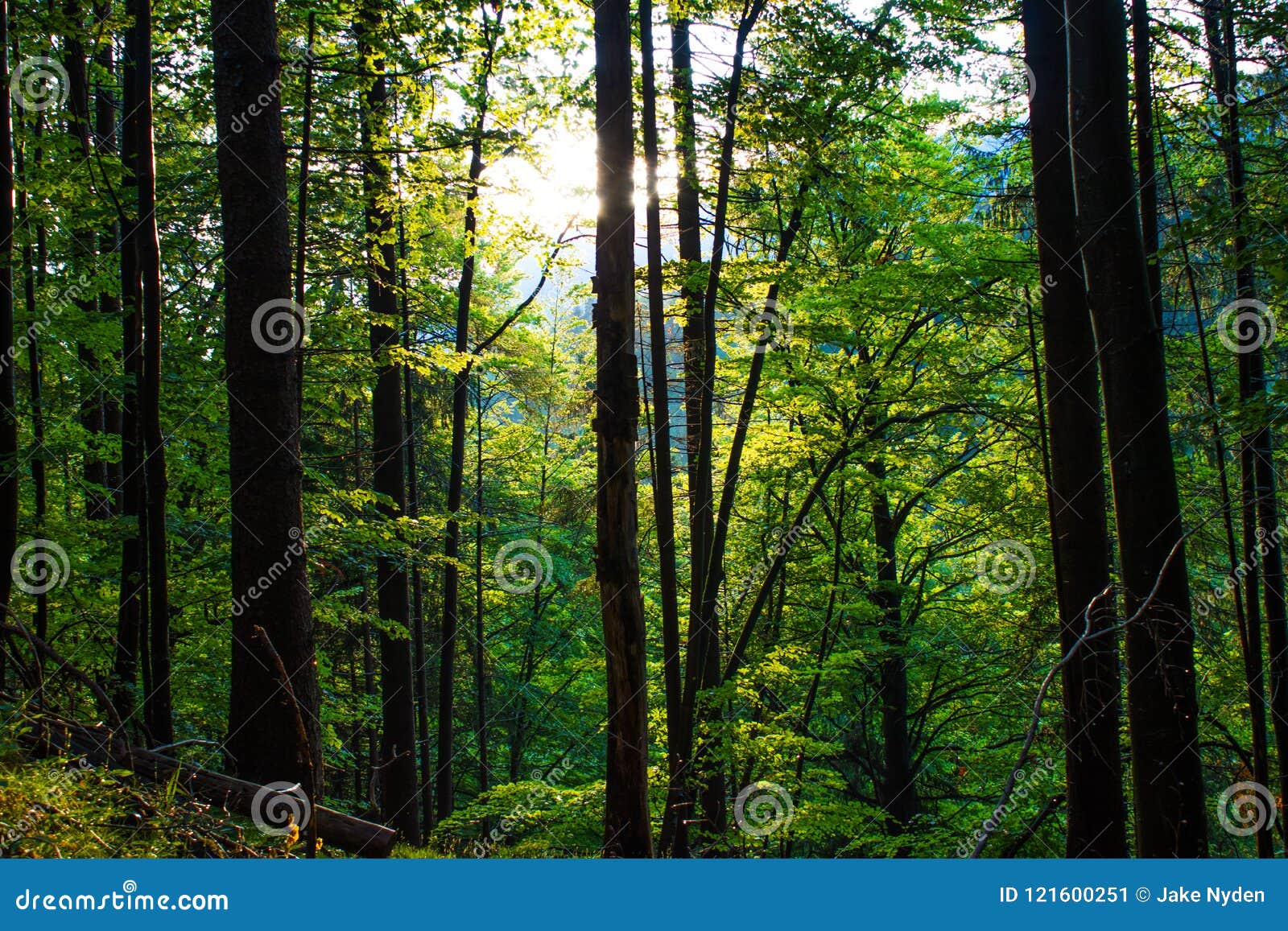 Sunshine through trees stock image. Image of outside - 121600251