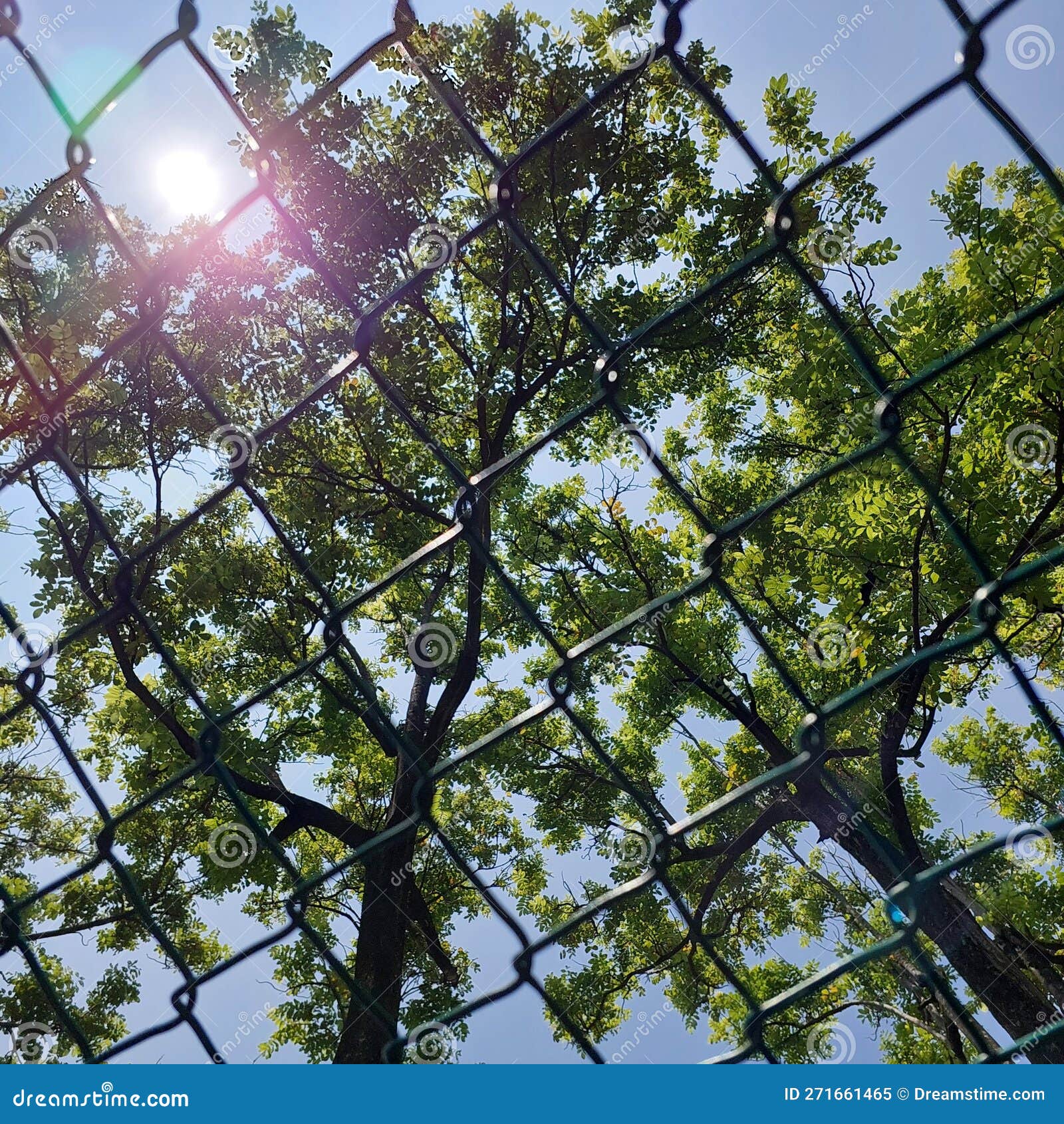 Sunshine and Trees among the Trails Stock Image - Image of sunlight ...