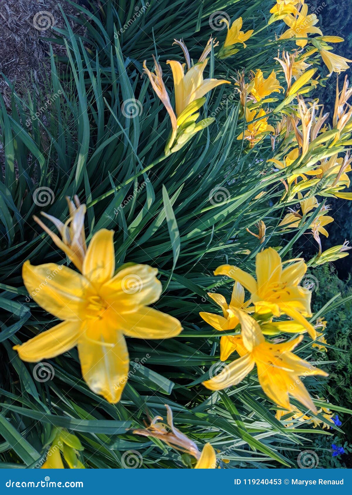 Sunshine yellow stock image. Image of yellow, green - 119240453