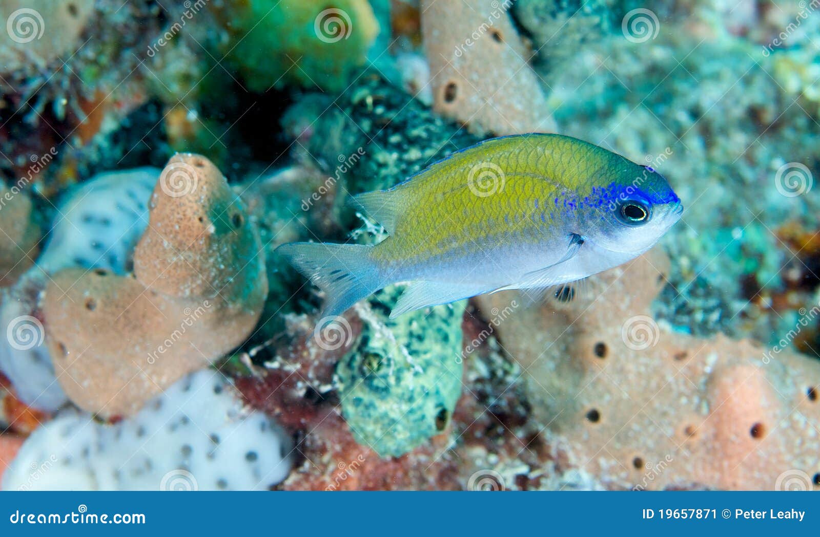 Sunshinefish stock image. Image of intercoastal, living - 19657871