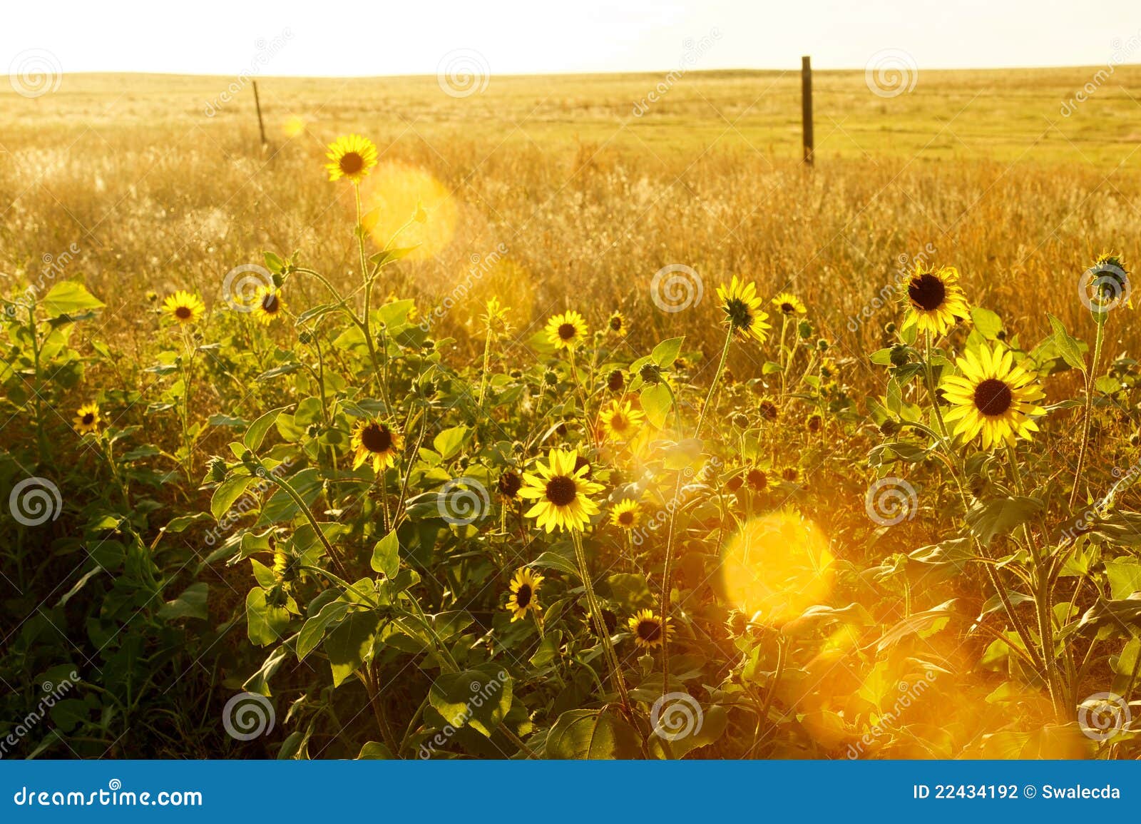 Sunspots and sun flowers stock photo. Image of flare - 22434192