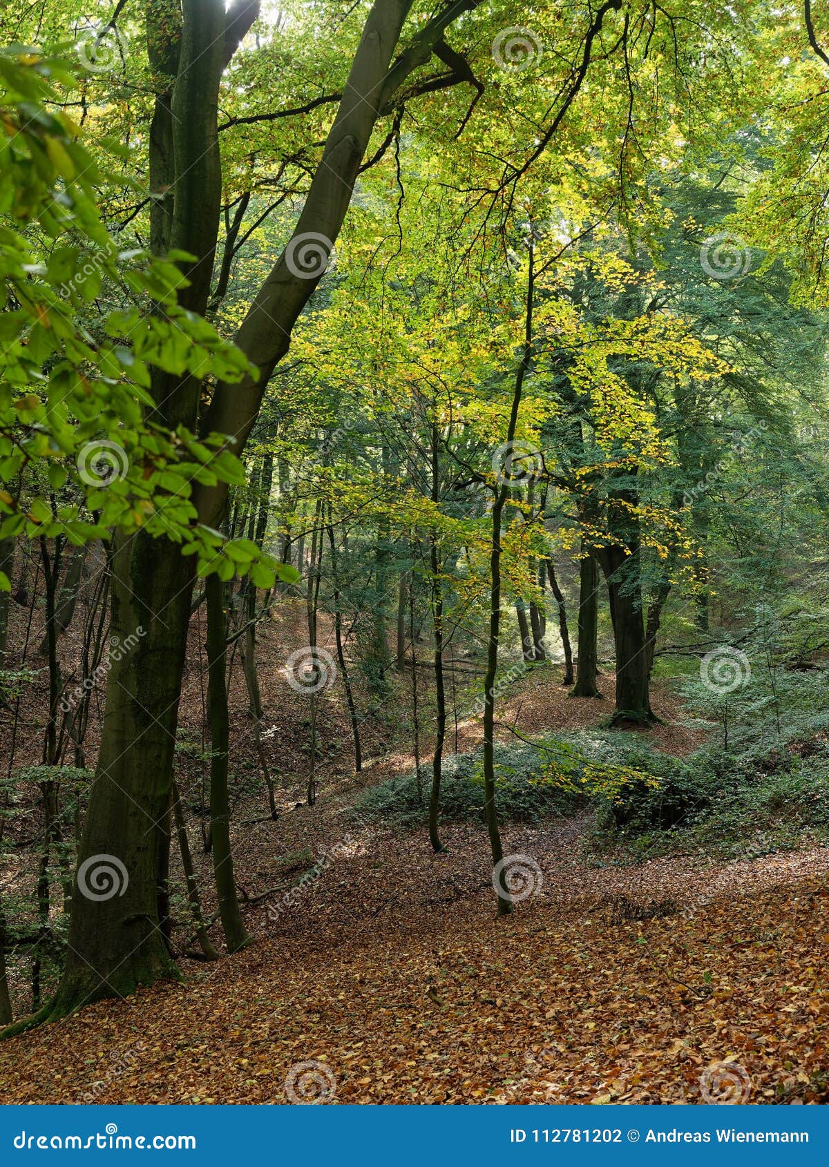 Sunspots and Sunrays Shining Throught the Leaves from the Beech Trees ... Sunspots and Sunrays Shining Throught the Leaves from the Beech Trees ...