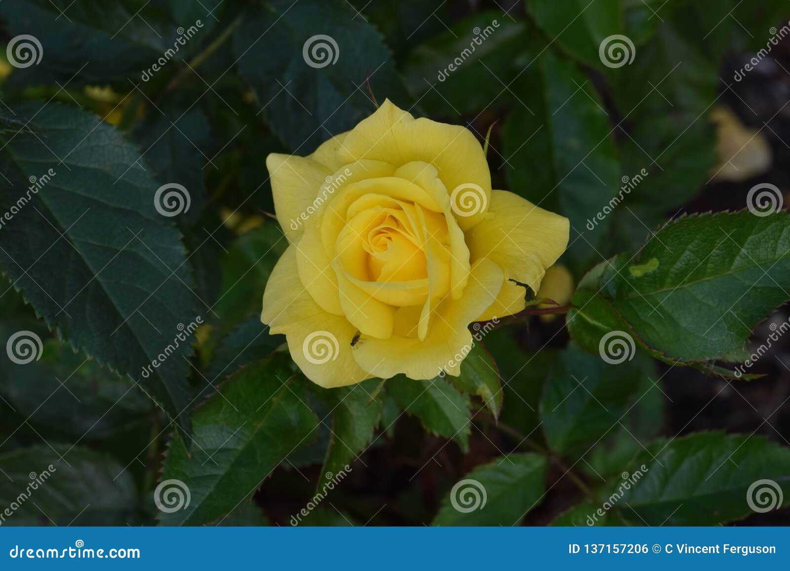 Sunsprite Yellow Rosebud 02 Stock Photo - Image of petal, rosebud ...