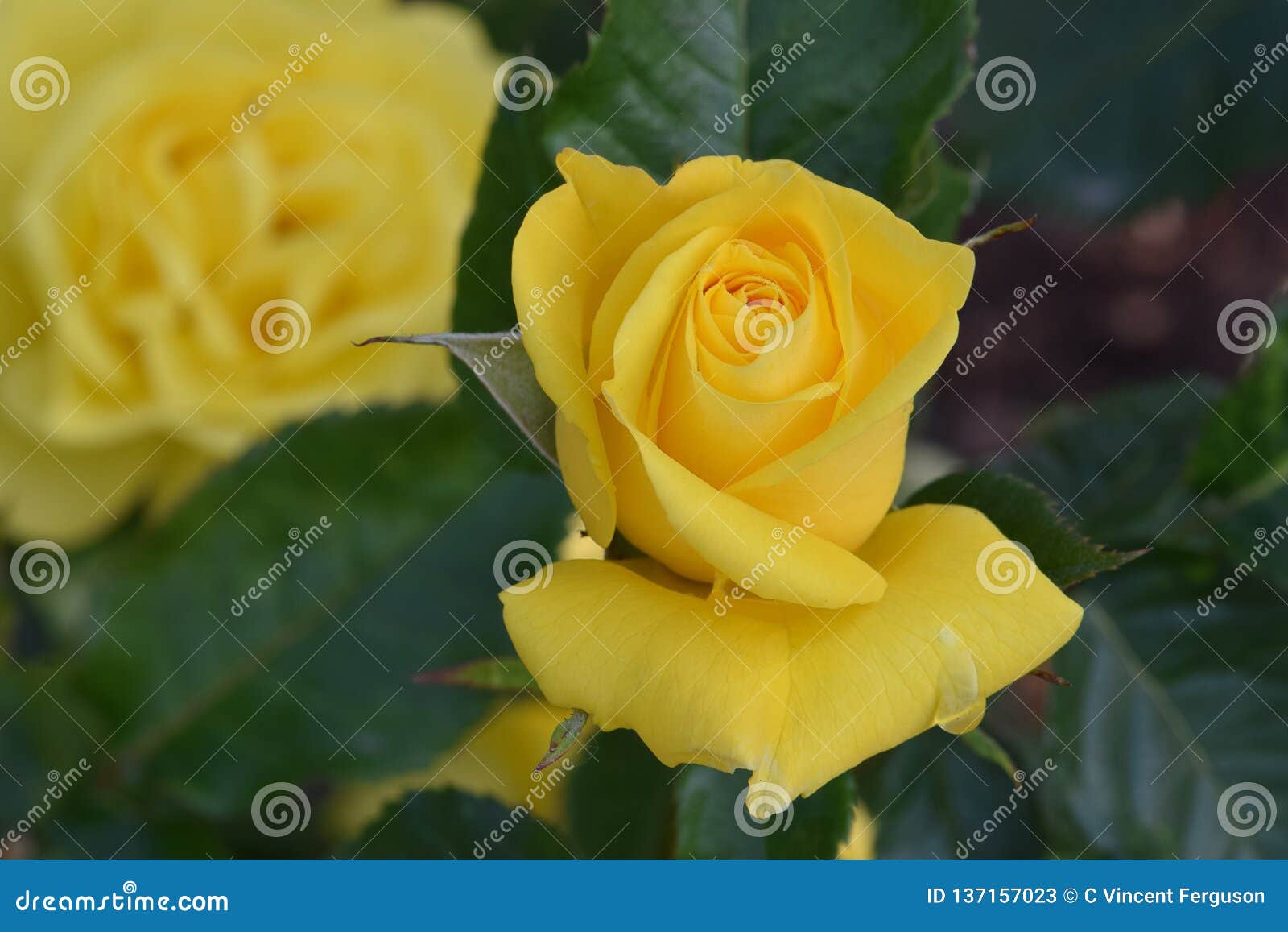 Sunsprite Yellow Rosebud stock image. Image of rosaceae - 137157023