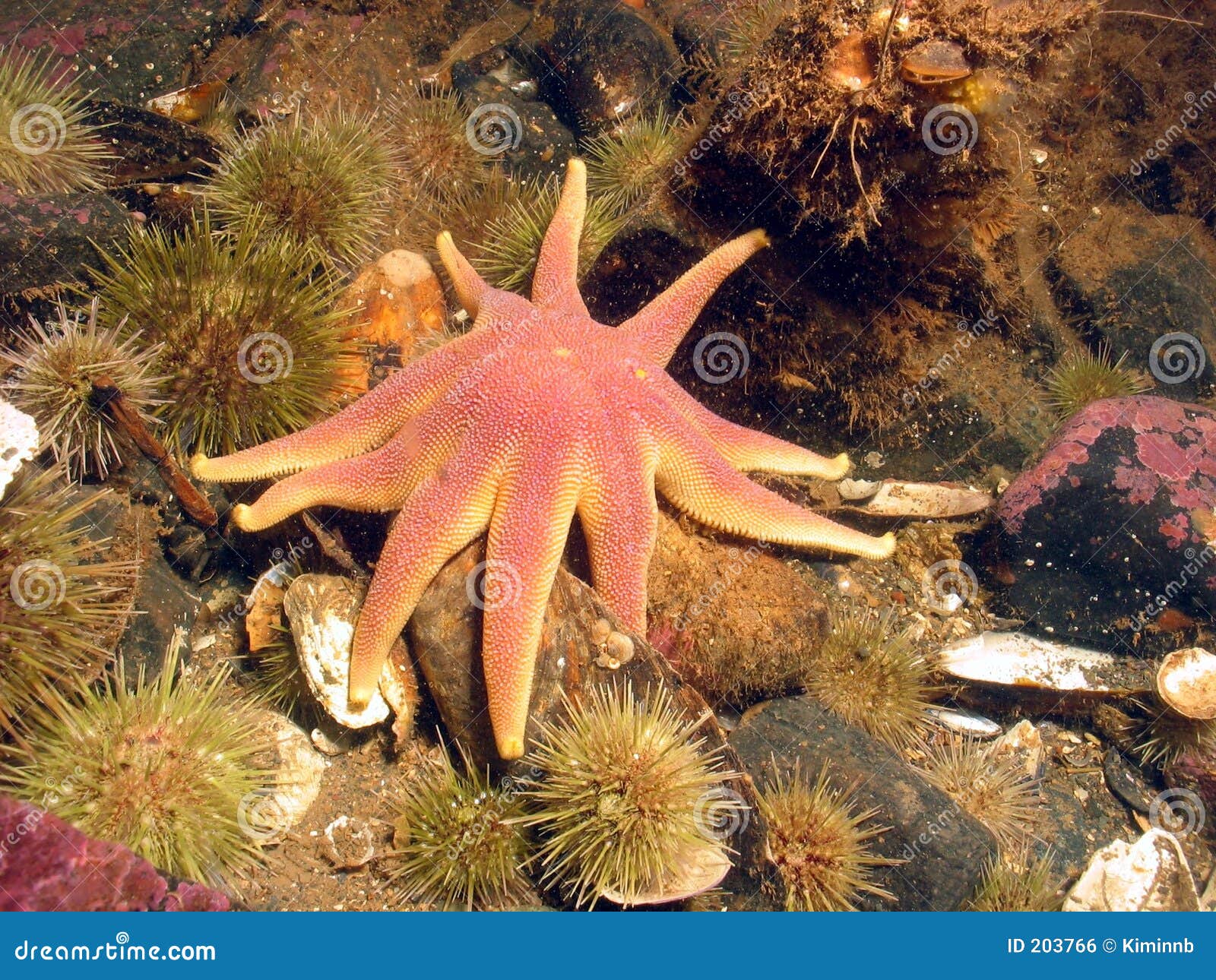 Sunstar stock photo. Image of cold, ocean, rock, island - 203766