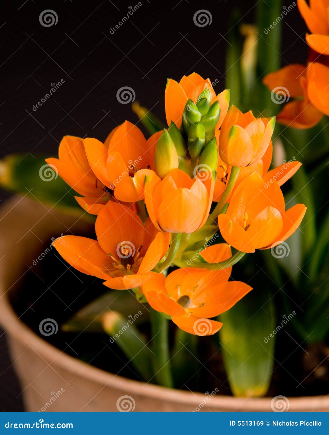 Sunstar Flowers stock image. Image of flower, orange, potted - 5513169