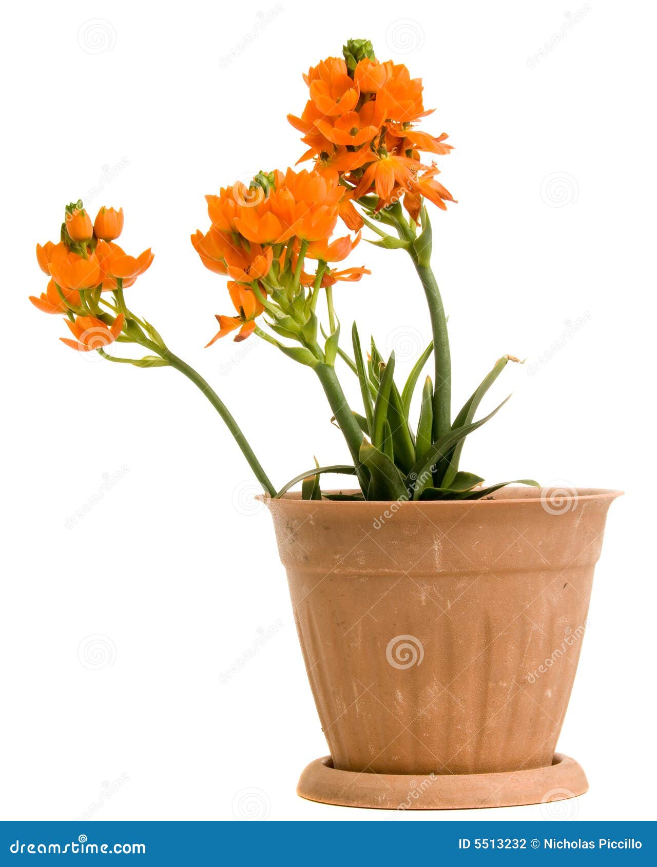 Sunstar Flowers stock photo. Image of plant, potted, blossom - 5513232