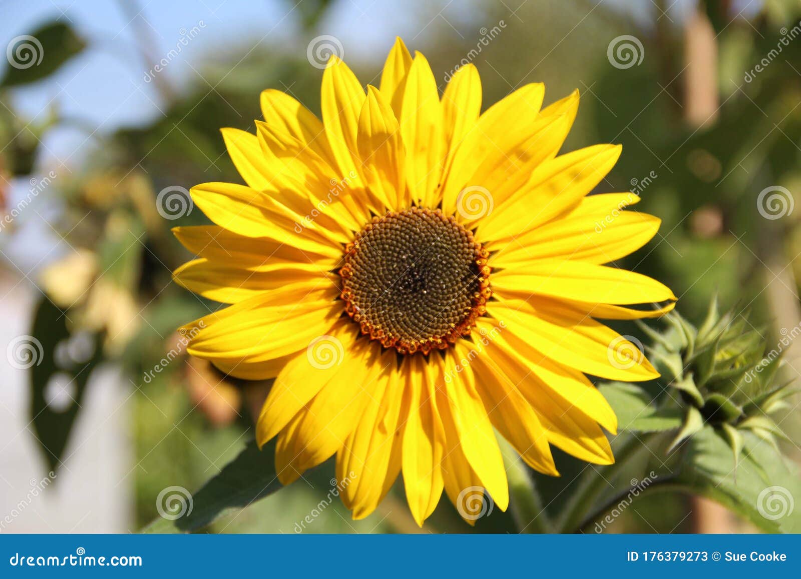 Suntastic Yellow - Common Sunflower Stock Image - Image of high ...