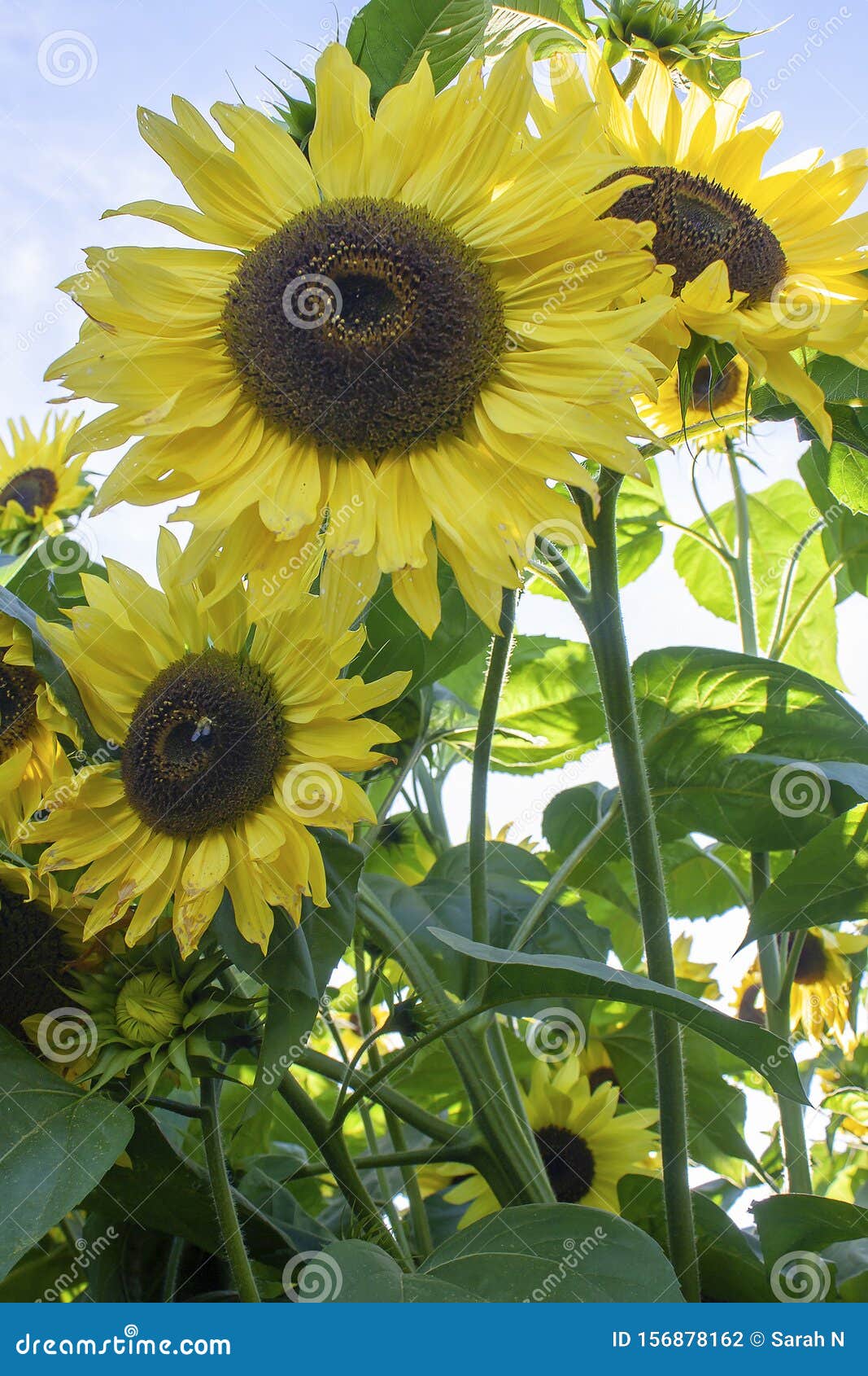 Suntastic Yellow Sunflowers Stock Photo - Image of beauty, blossom ...