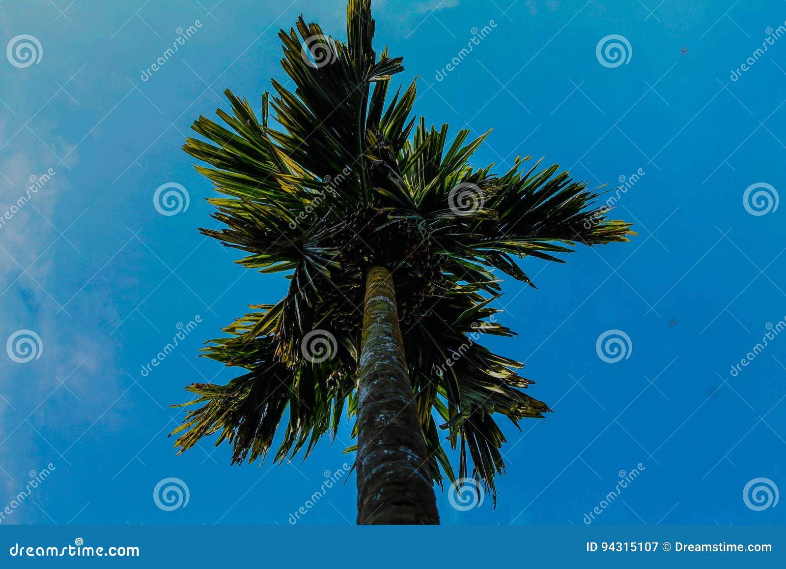 Supari tree stock image. Image of wallpaper, clear, ducks - 94315107