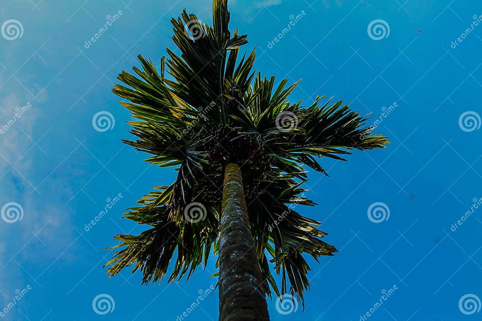 Supari tree stock image. Image of wallpaper, clear, ducks - 94315107