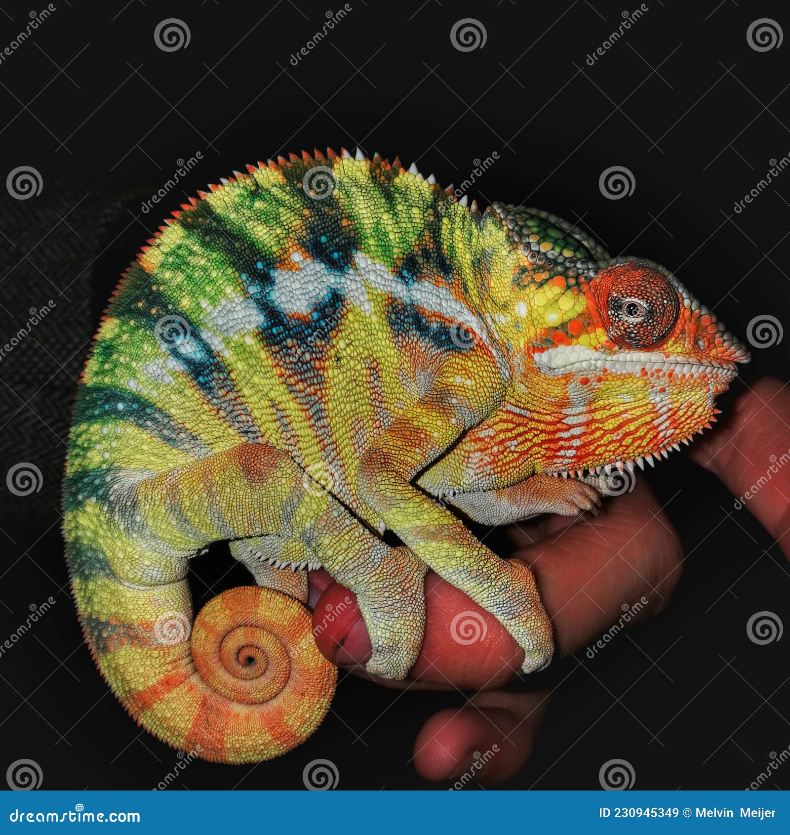Super Angry Colorfull Chameleon Stock Image - Image of design ...