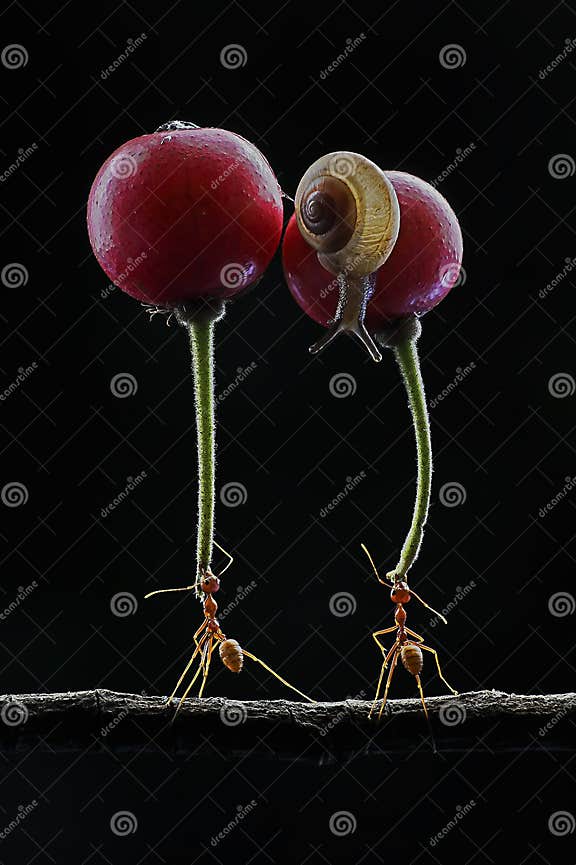 Super Ants with Snail and Cherry Stock Photo - Image of glass, snail ...