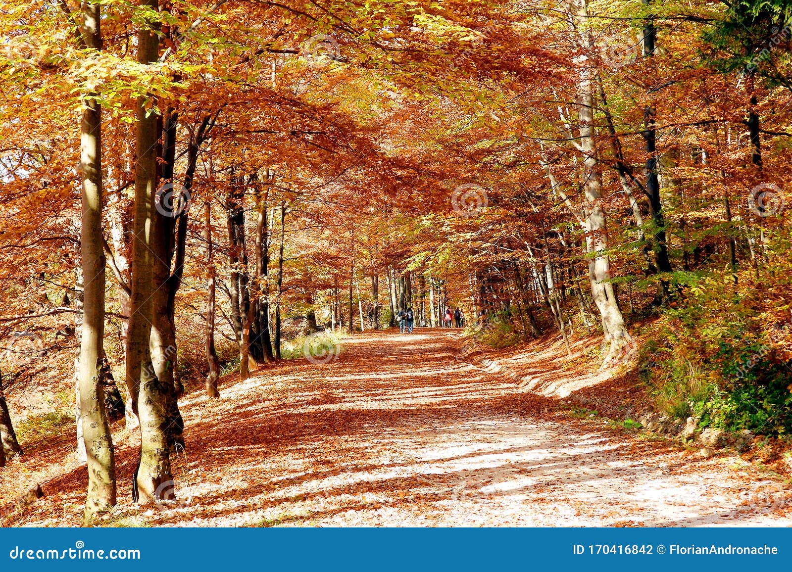 Super Autumn Landscape in Forest Stock Photo - Image of ancient ...